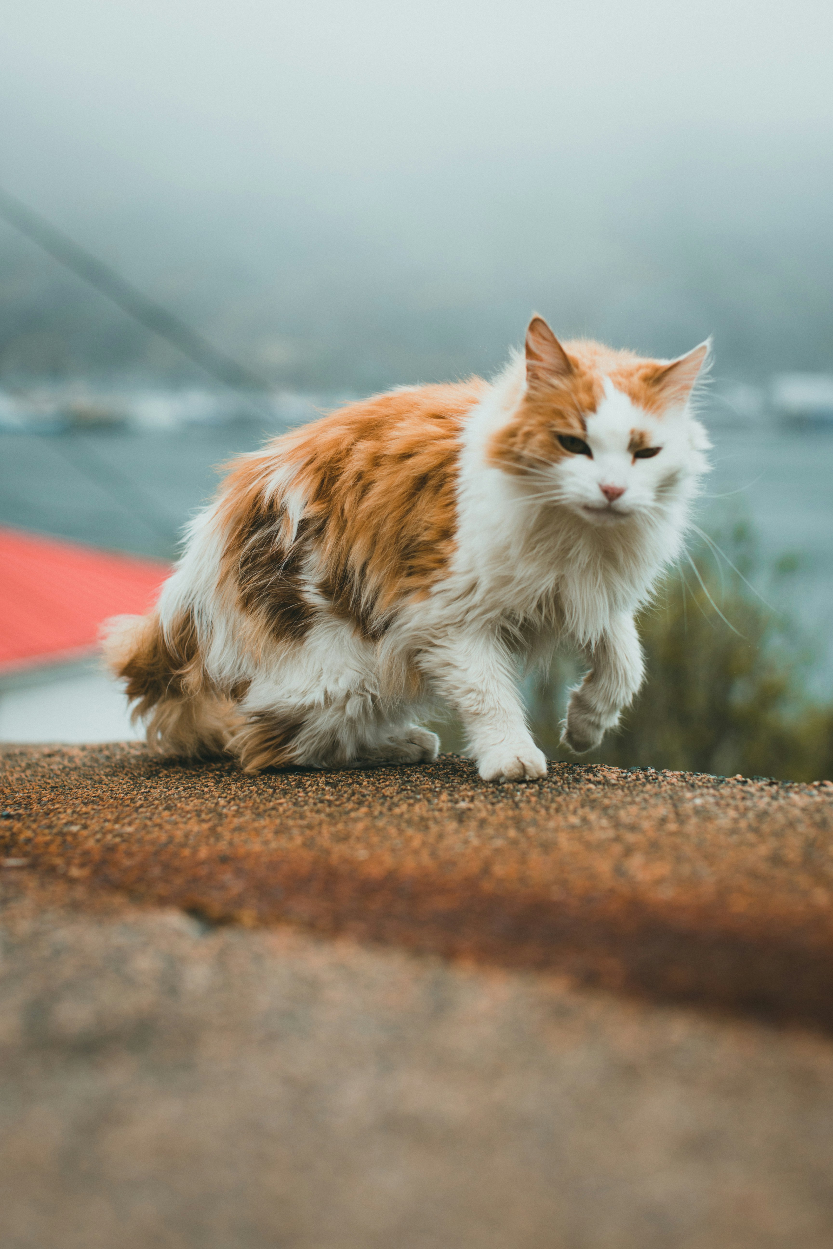 Curious On the Edge: A Fluffy Scout on a Rough Roof