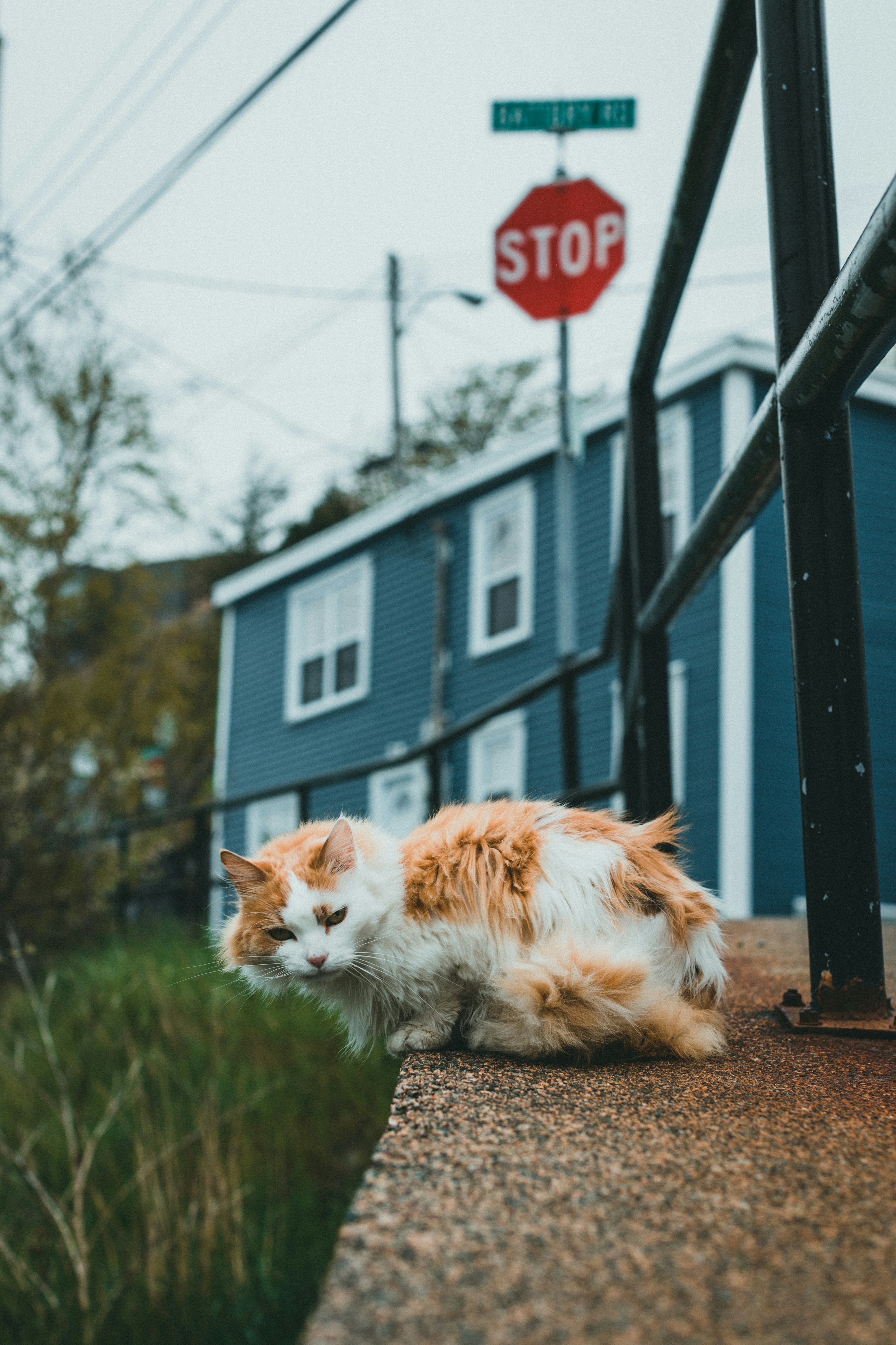Curious Cat on a Concrete Ledge Beside a Blue Street