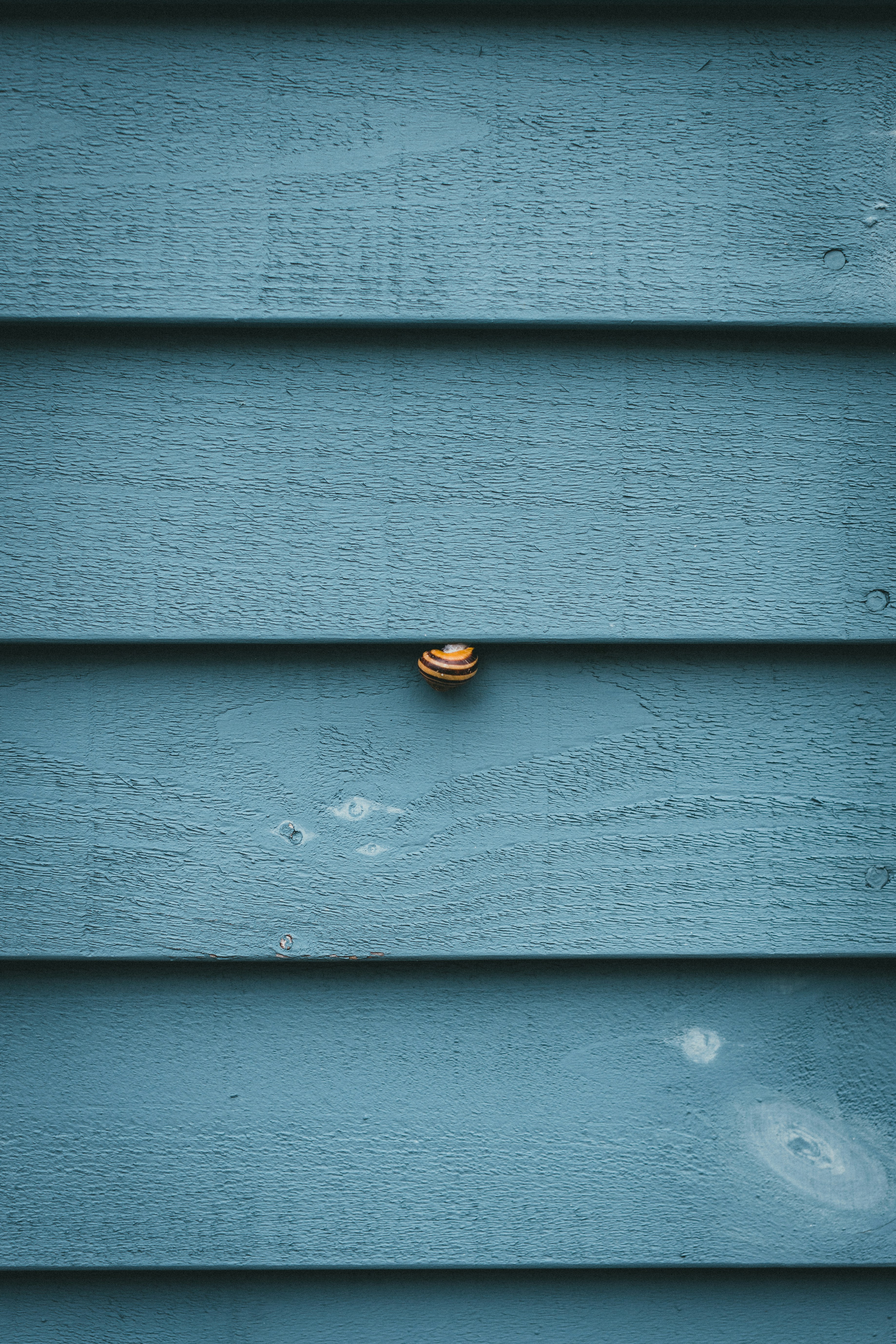 A Tiny Copper Coil on Weathered Blue Siding