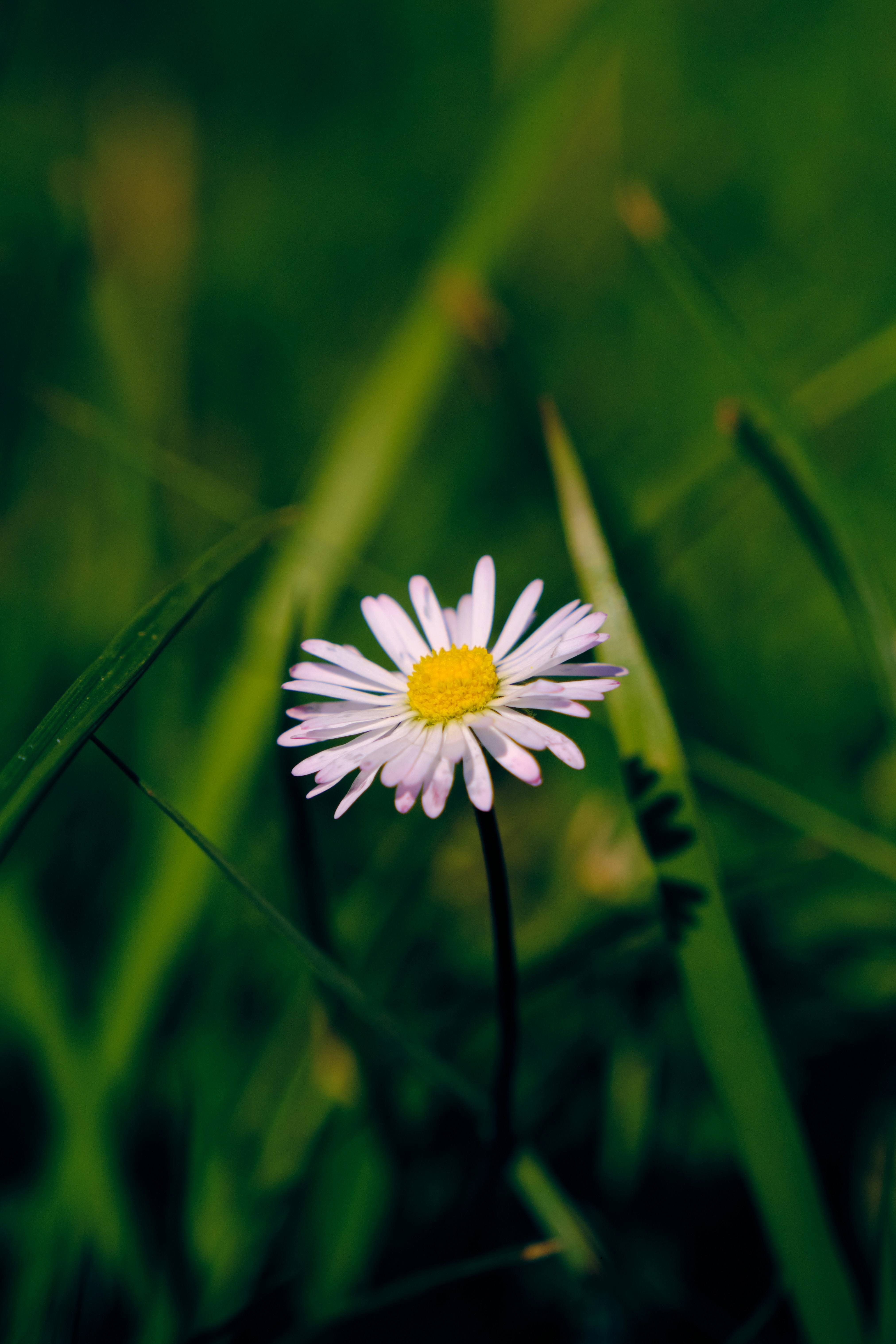 A single white daisy sitting in the grass photo – Free Daisies Image on ...