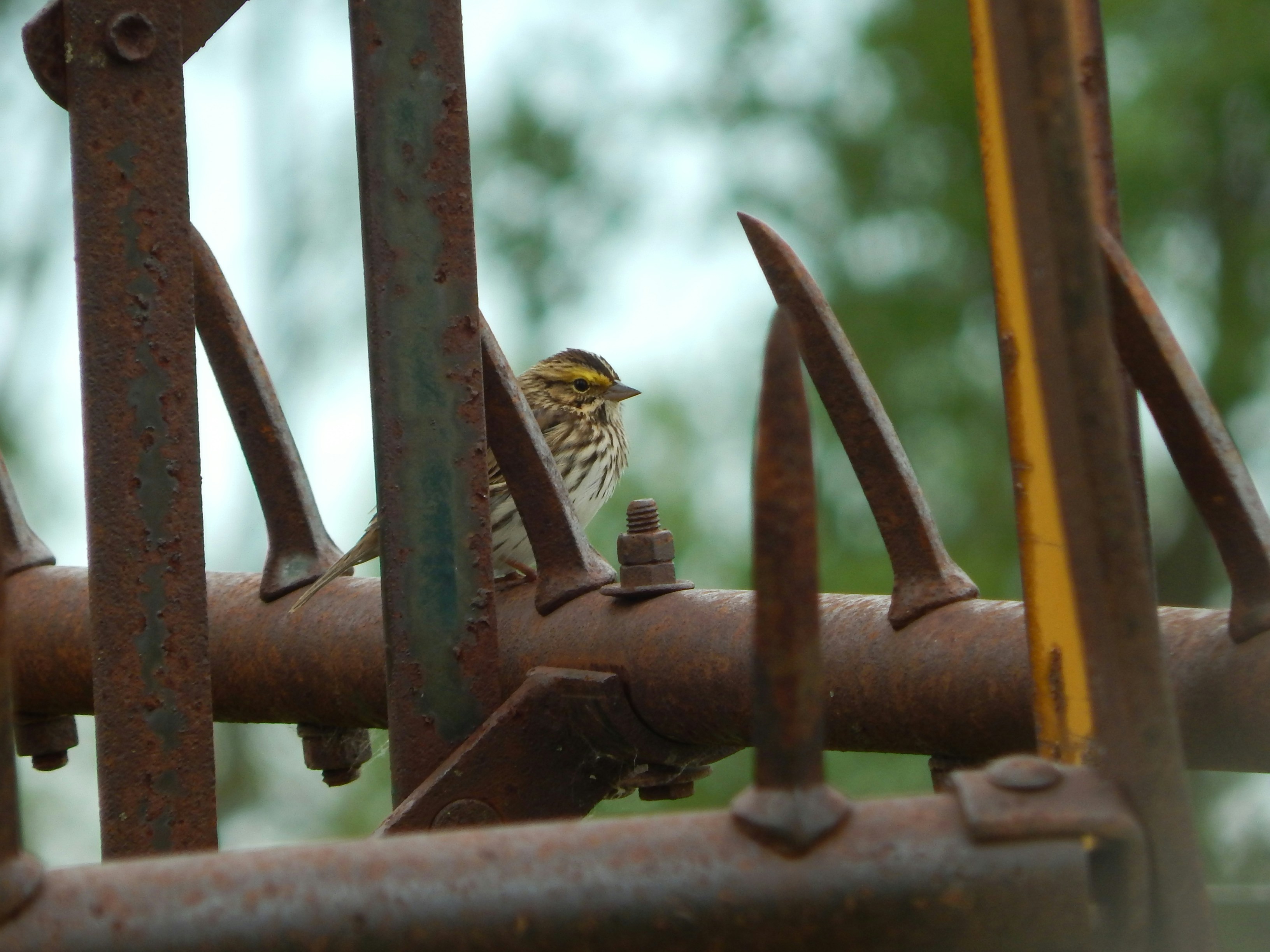 a small bird sitting on top of a rusty pipe