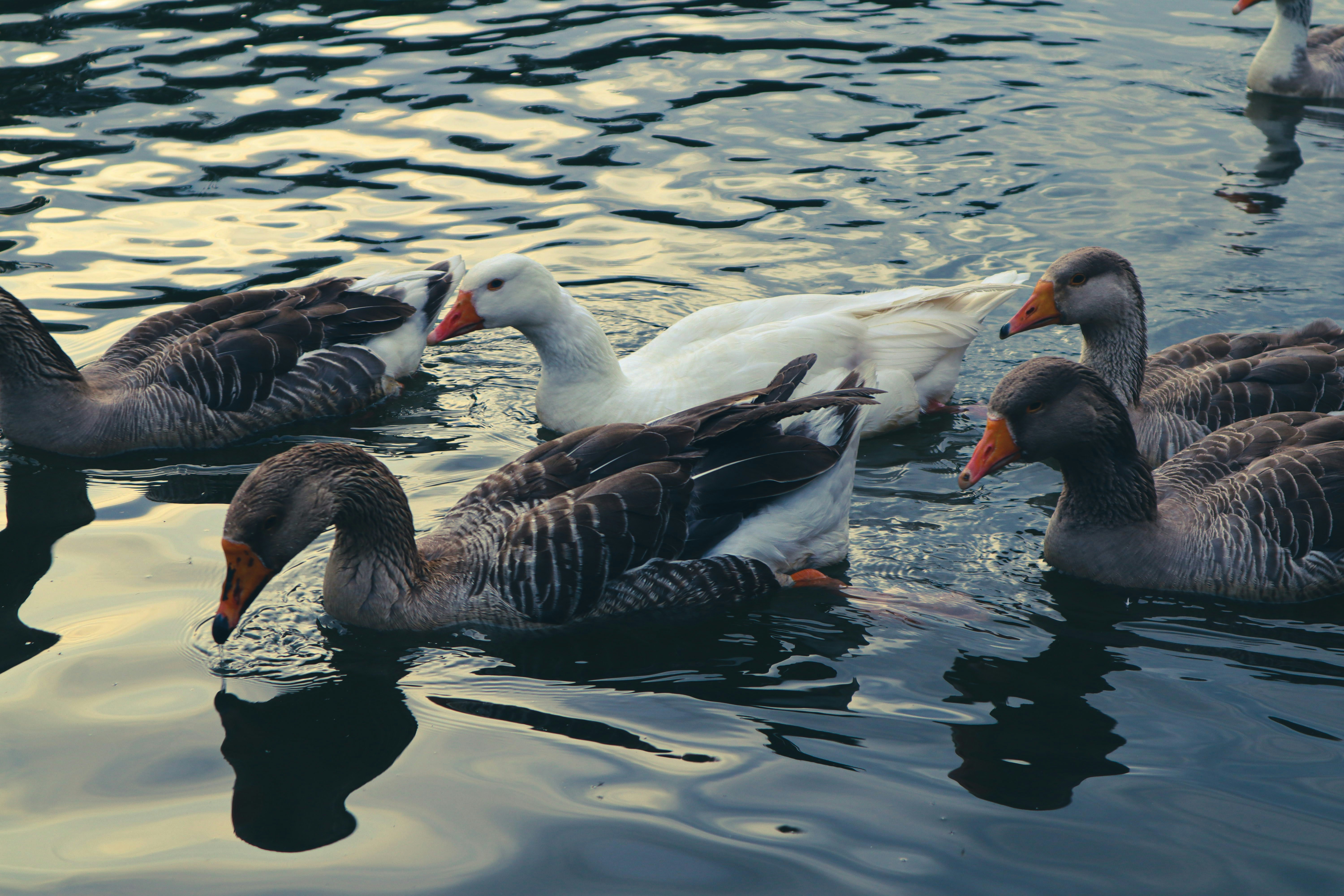 A flock of ducks floating on top of a lake photo – Free Grey Image on ...