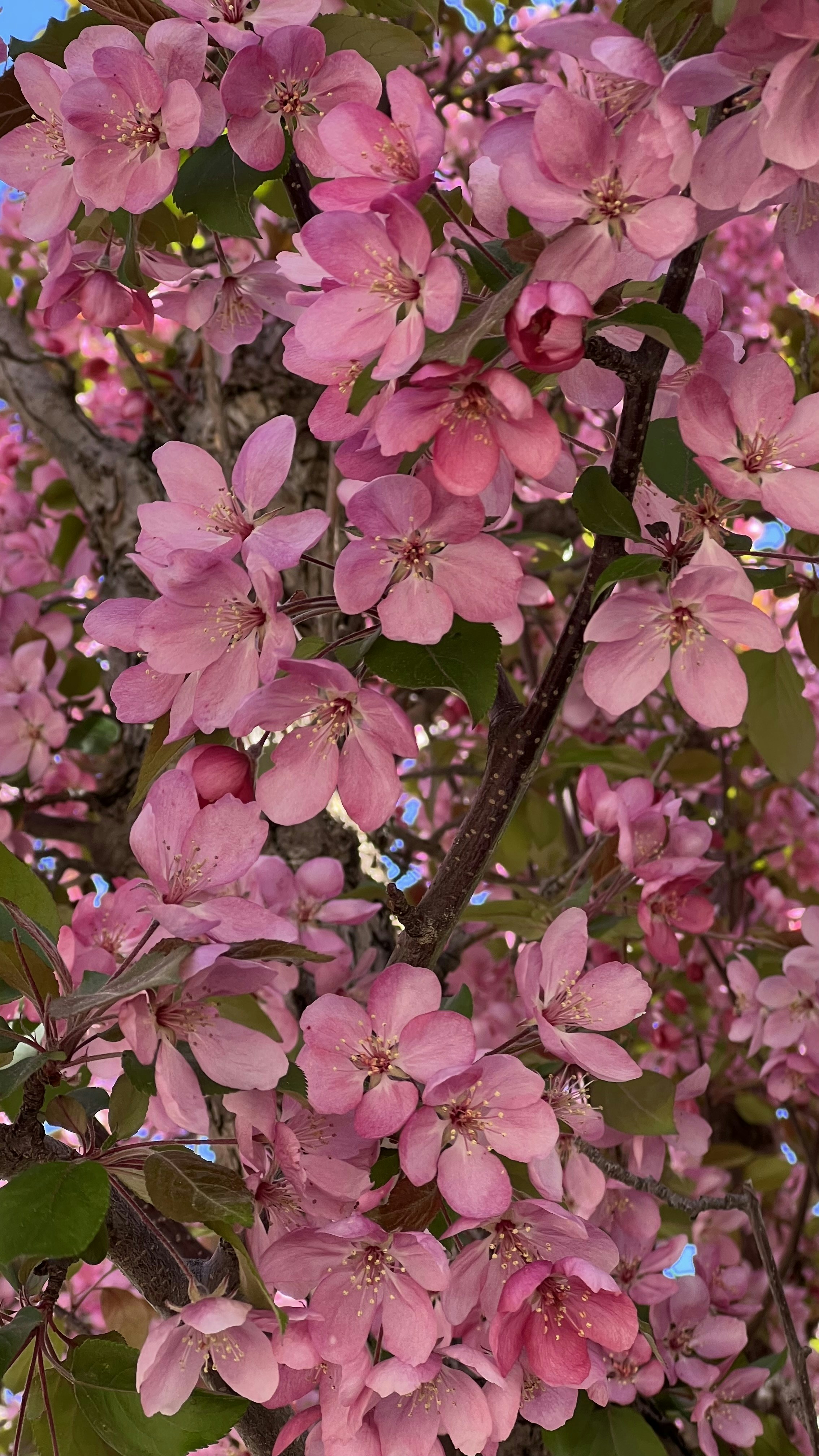 A tree with lots of pink flowers on it photo – Free Edmonton Image on ...