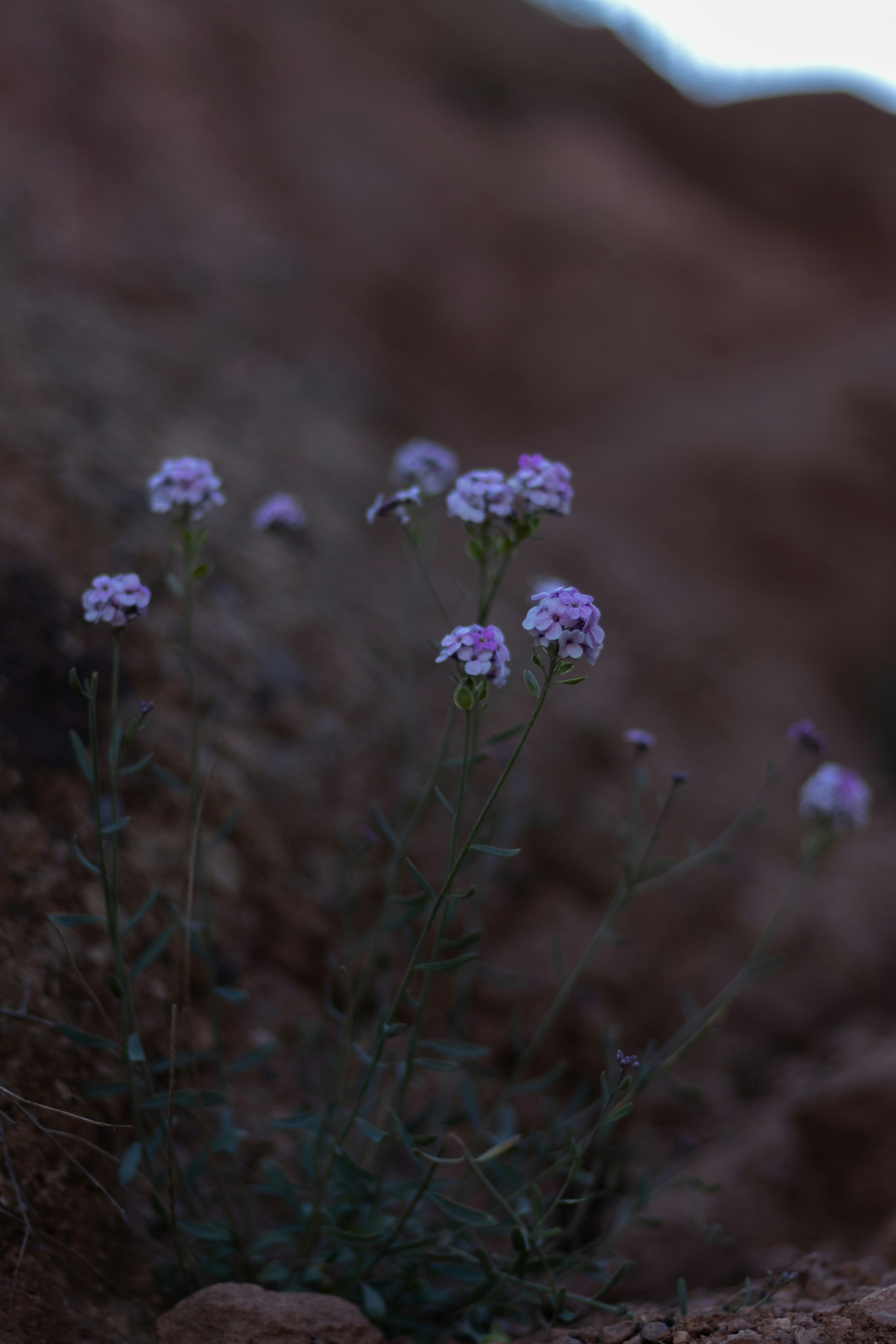 Petals Against Rust: a close-up of violet wildflowers in harsh soil