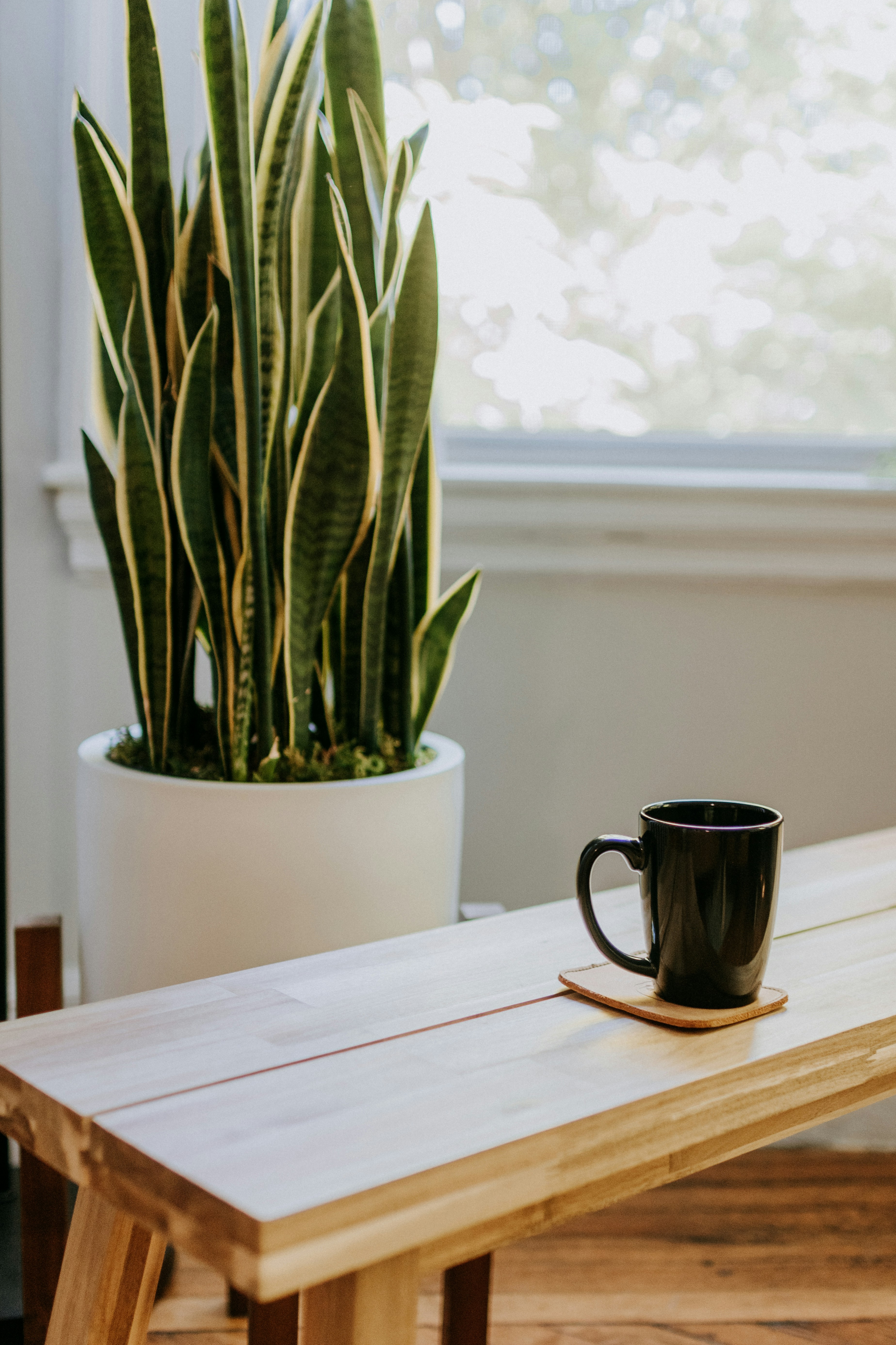 A sleek black mug rests on a wooden table, accompanied by a tall snake plant in a white pot. Natural light filters through a nearby window, enhancing the tranquil atmosphere.