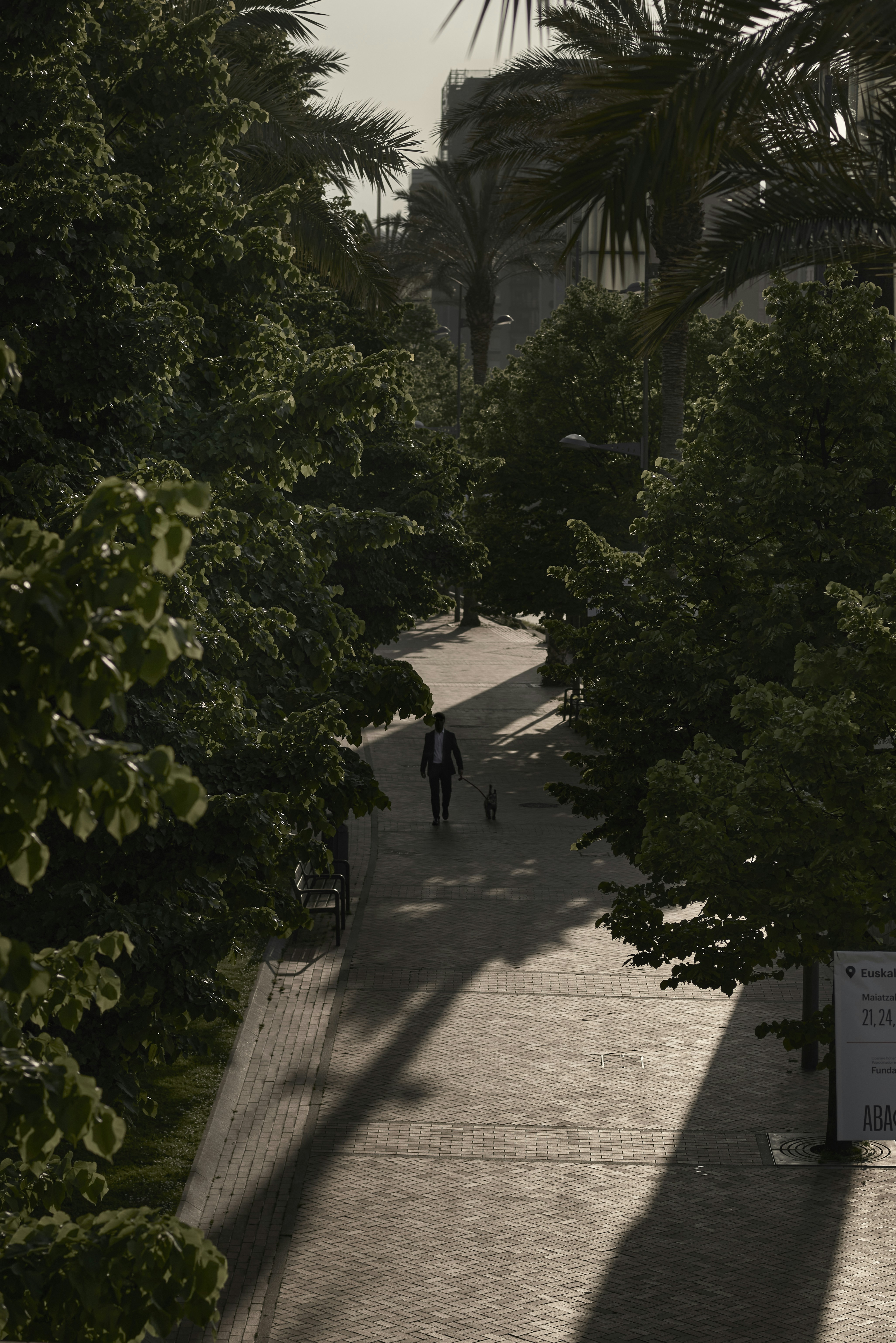 Dappled Path: A Quiet City Walk Beneath a Canopy of Trees