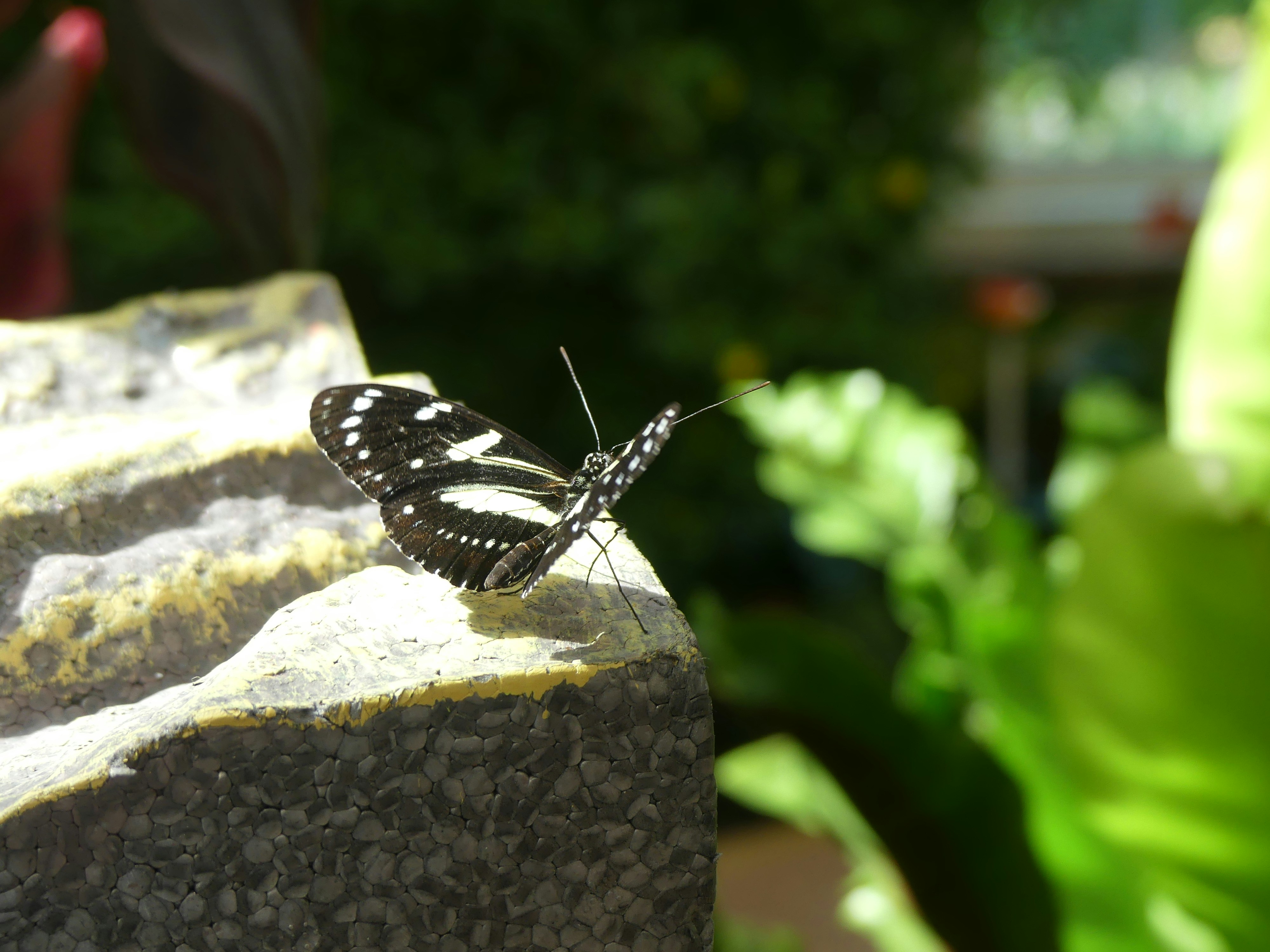 Monochrome Butterfly on a Sun-Warmed Stone Ledge