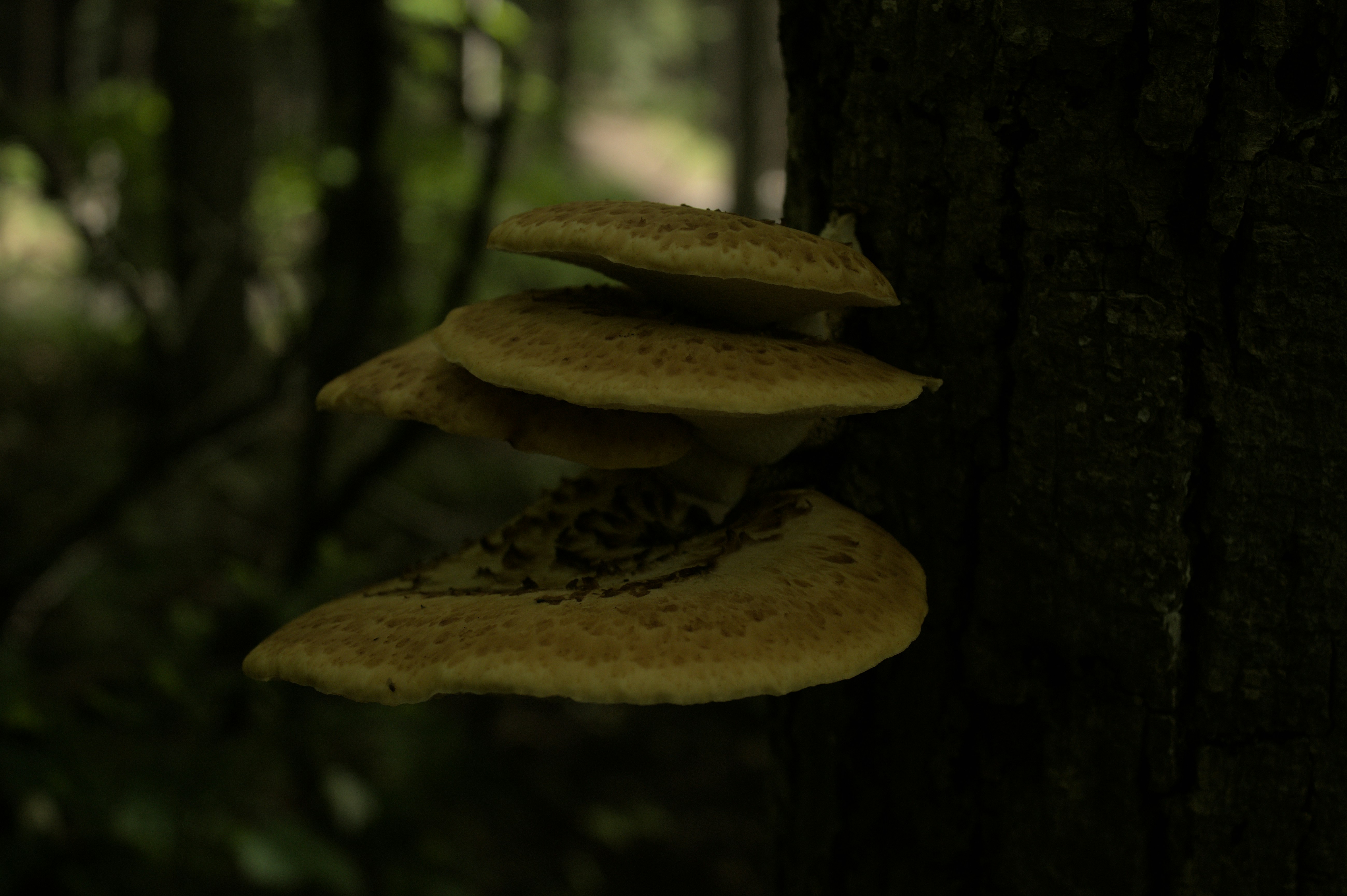 Stacked Shelf Fungi Clinging to a Shadowed Trunk