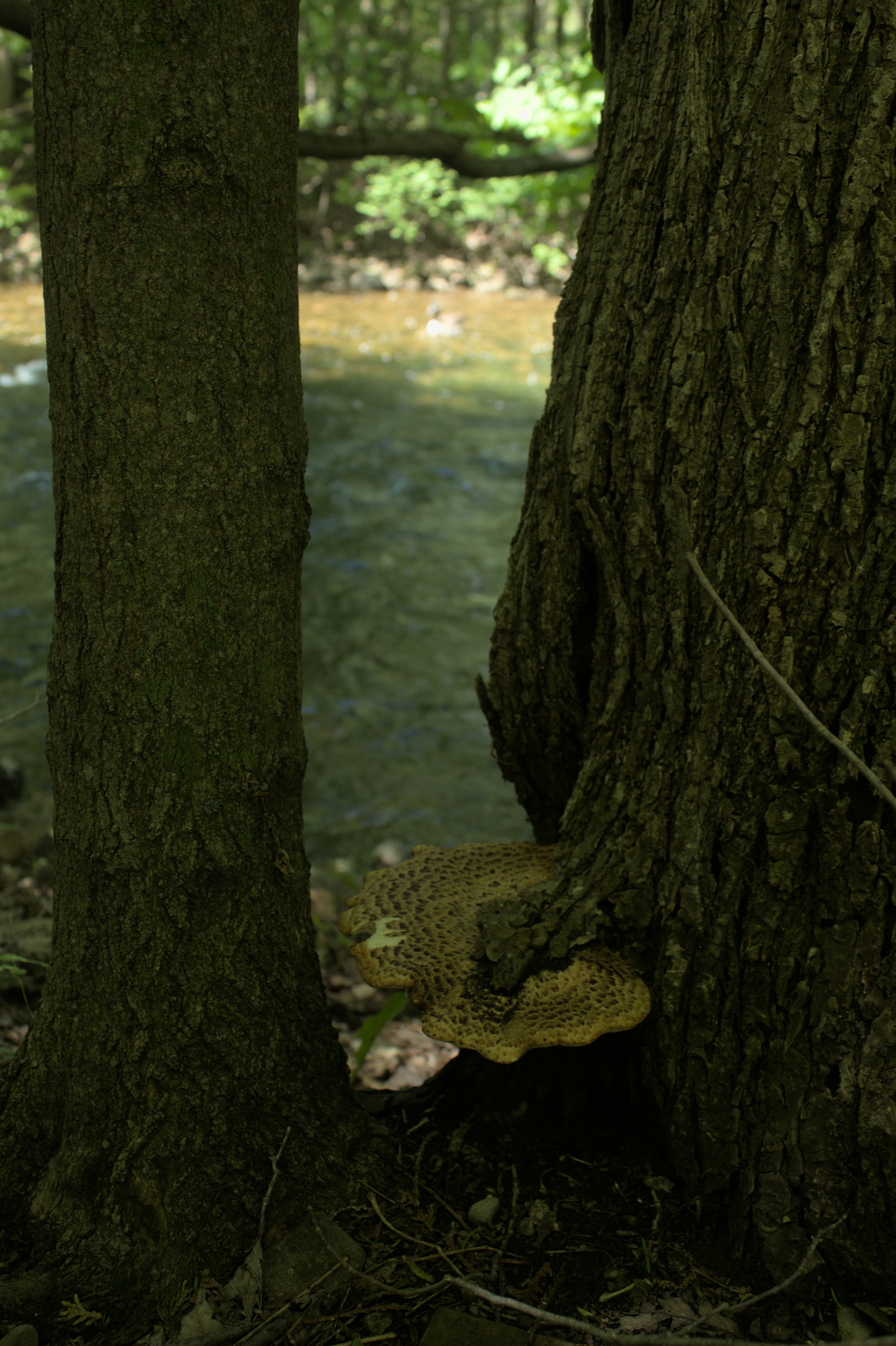 Between Bark and River: Framed Bracket Fungus at the Water's Edge