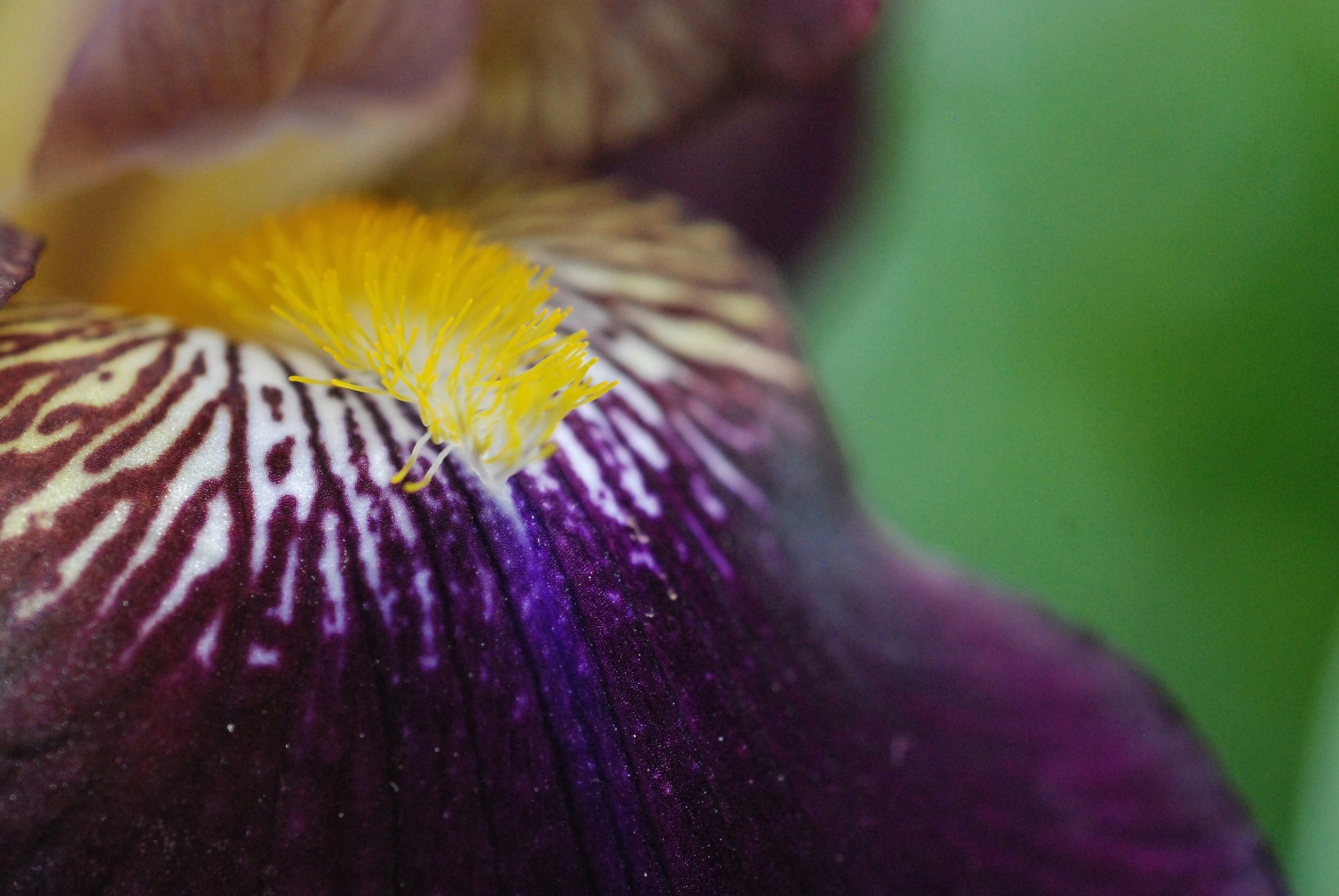 Close-up of a vibrant purple iris with intricate yellow and white patterns.