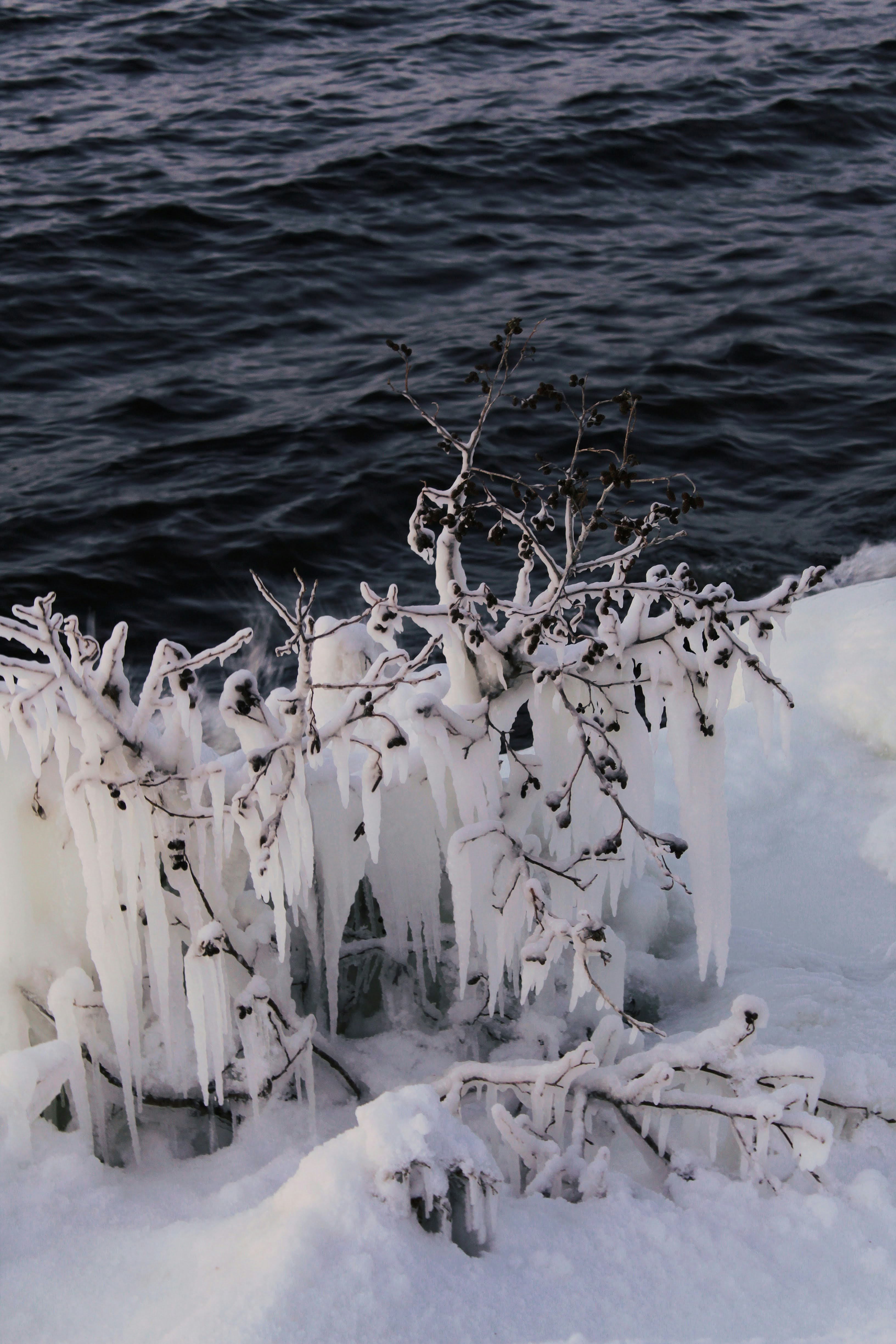 Icicles cling to a barren branch, surrounded by a snowy landscape and dark waters in the background.