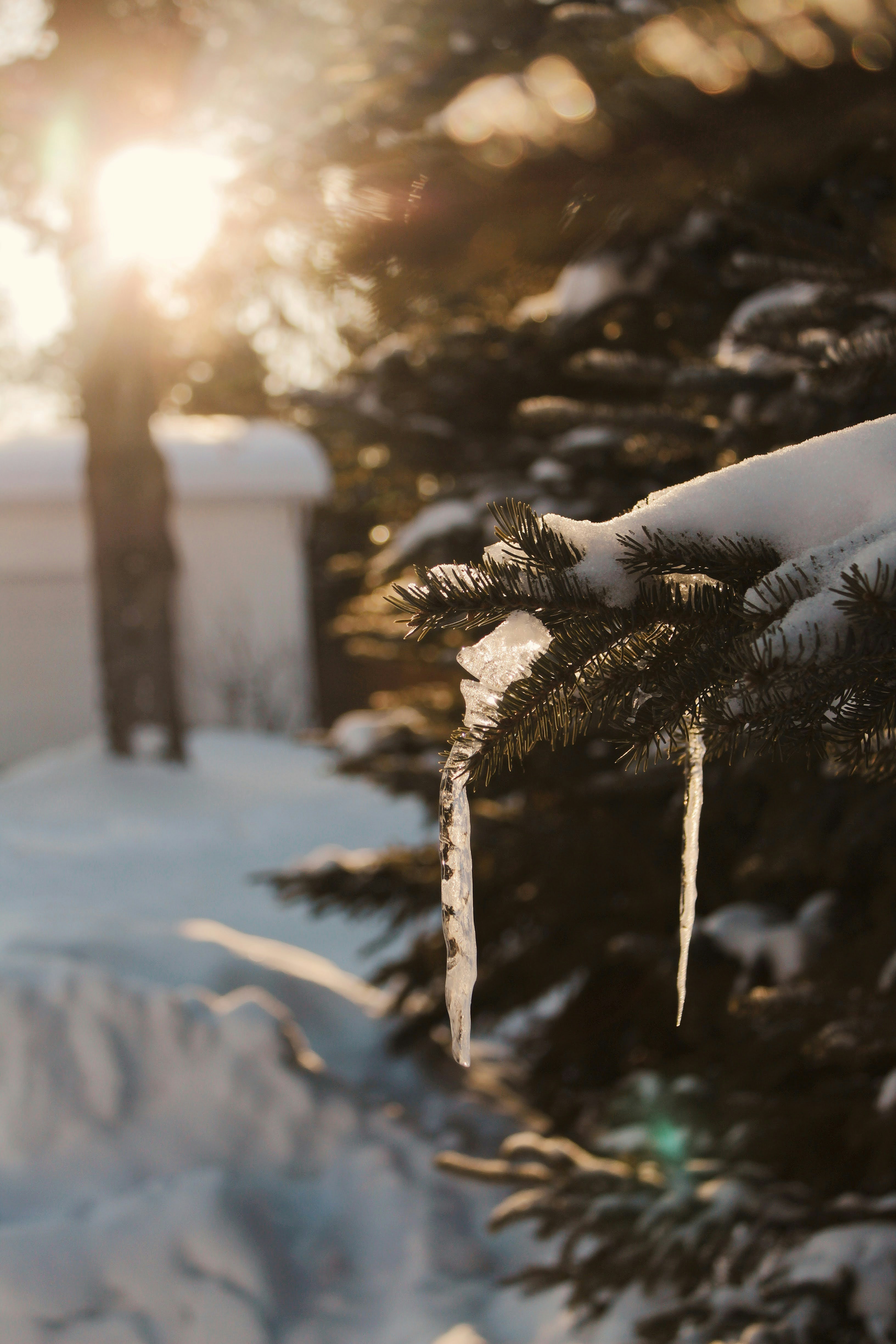Icicles in the Sunset Margin: Warm Light Framing a Snow-Crested Pine