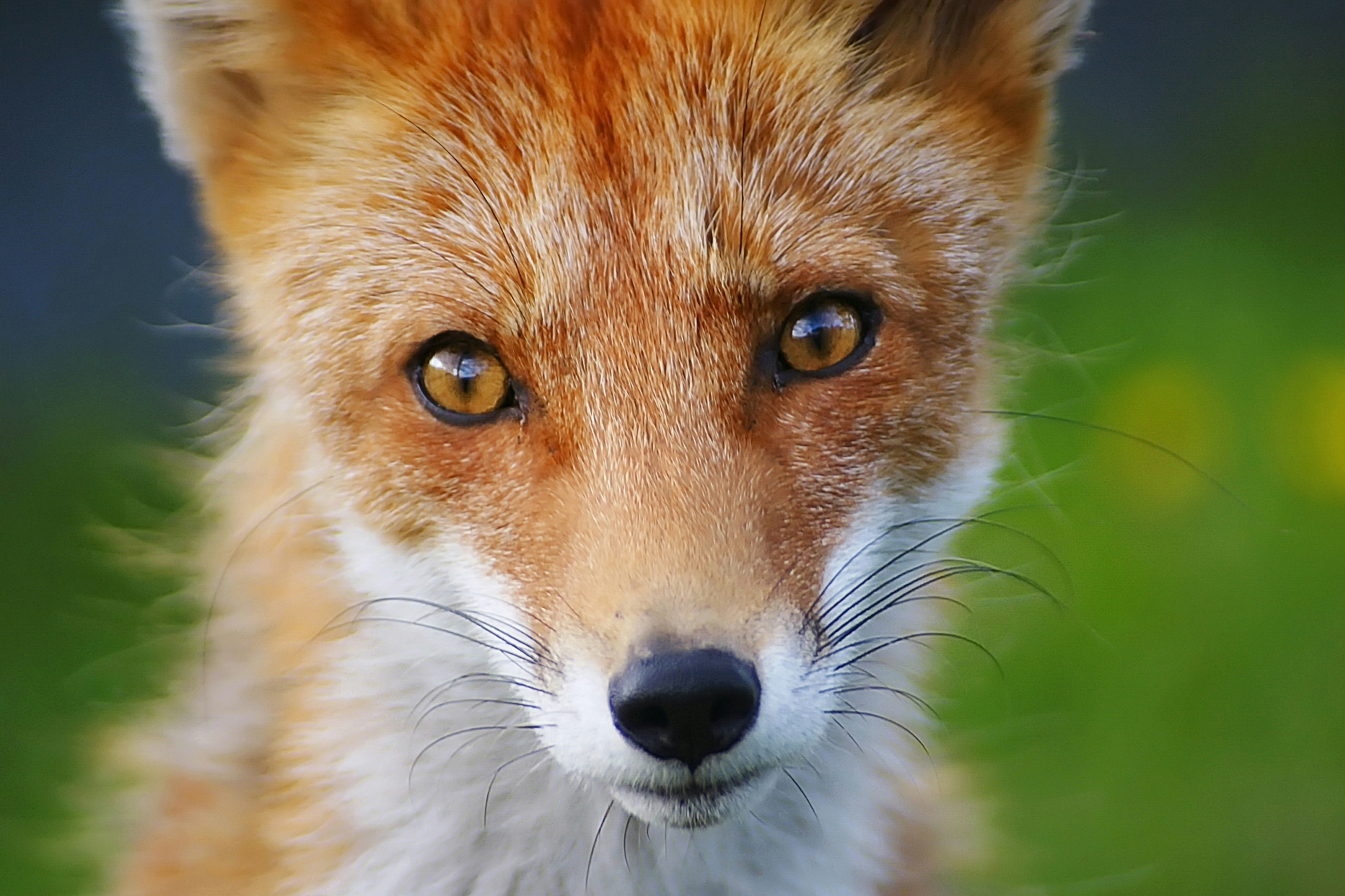 A close up of a fox's face with a blurry background photo – Free Animal ...