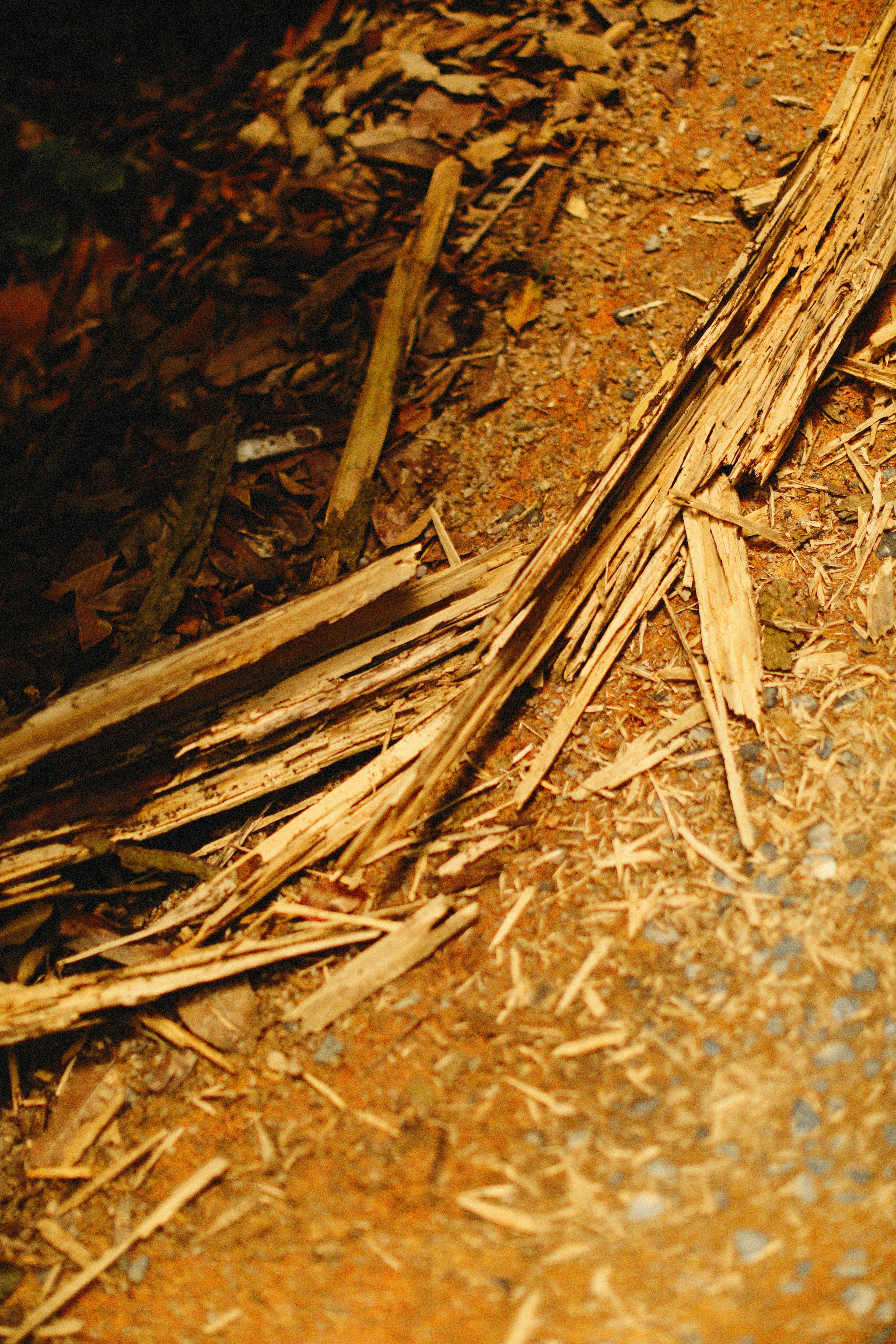 Splintered wood and scattered leaves on a forest floor, showcasing the intricate details of decay and renewal.
