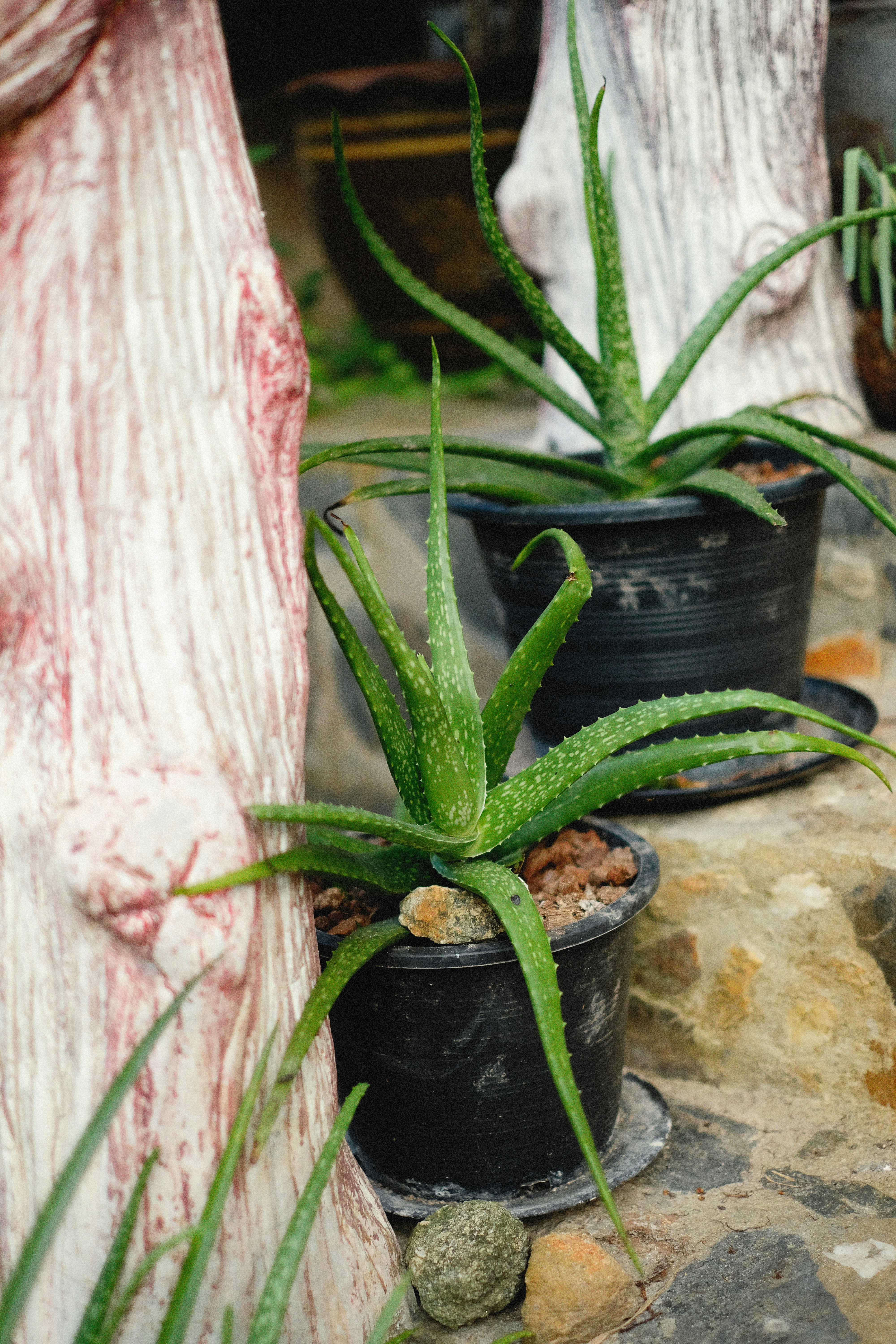 Aloe Sentries in a Cracked Alcove