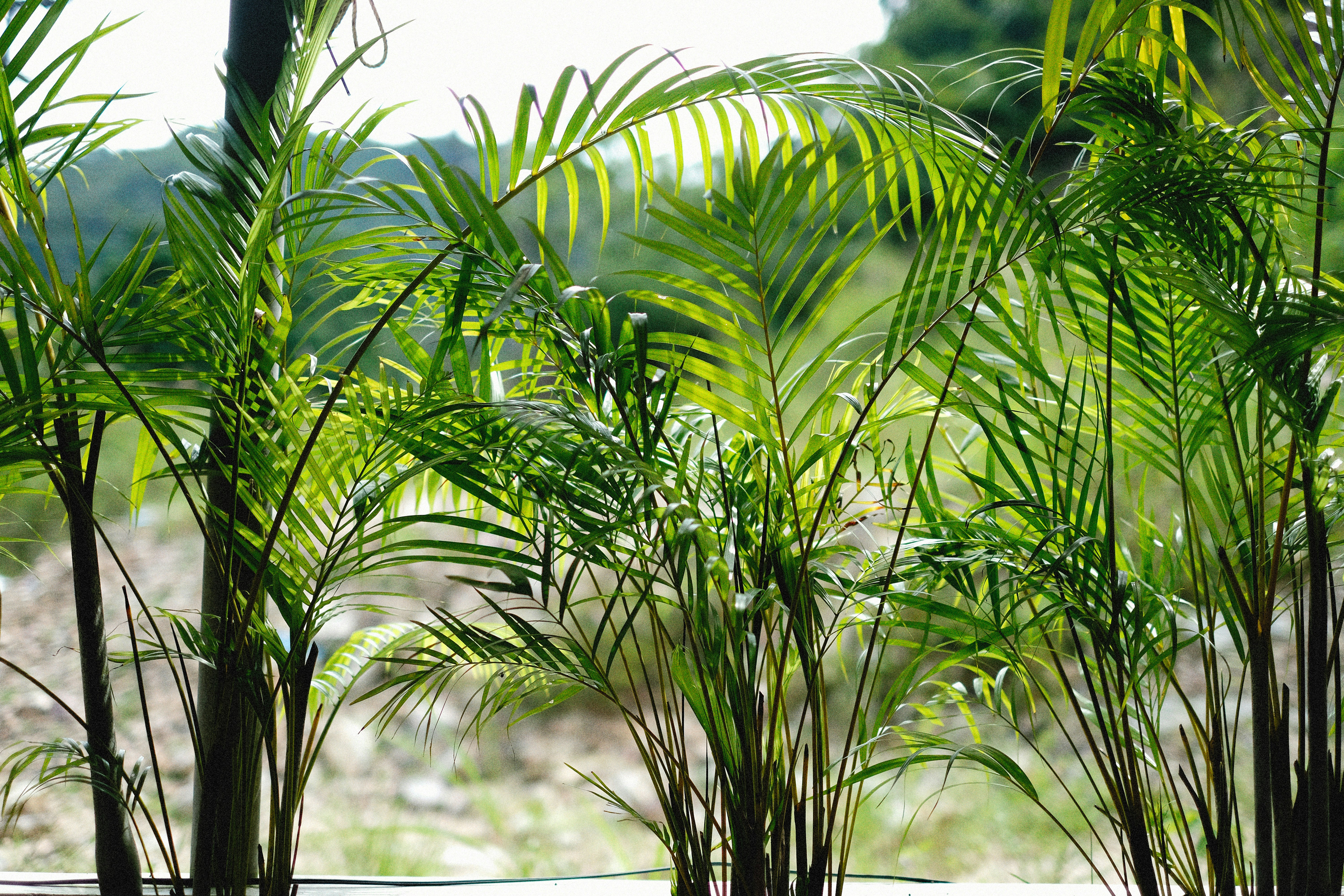 Sunlit Palms in a Quiet Field