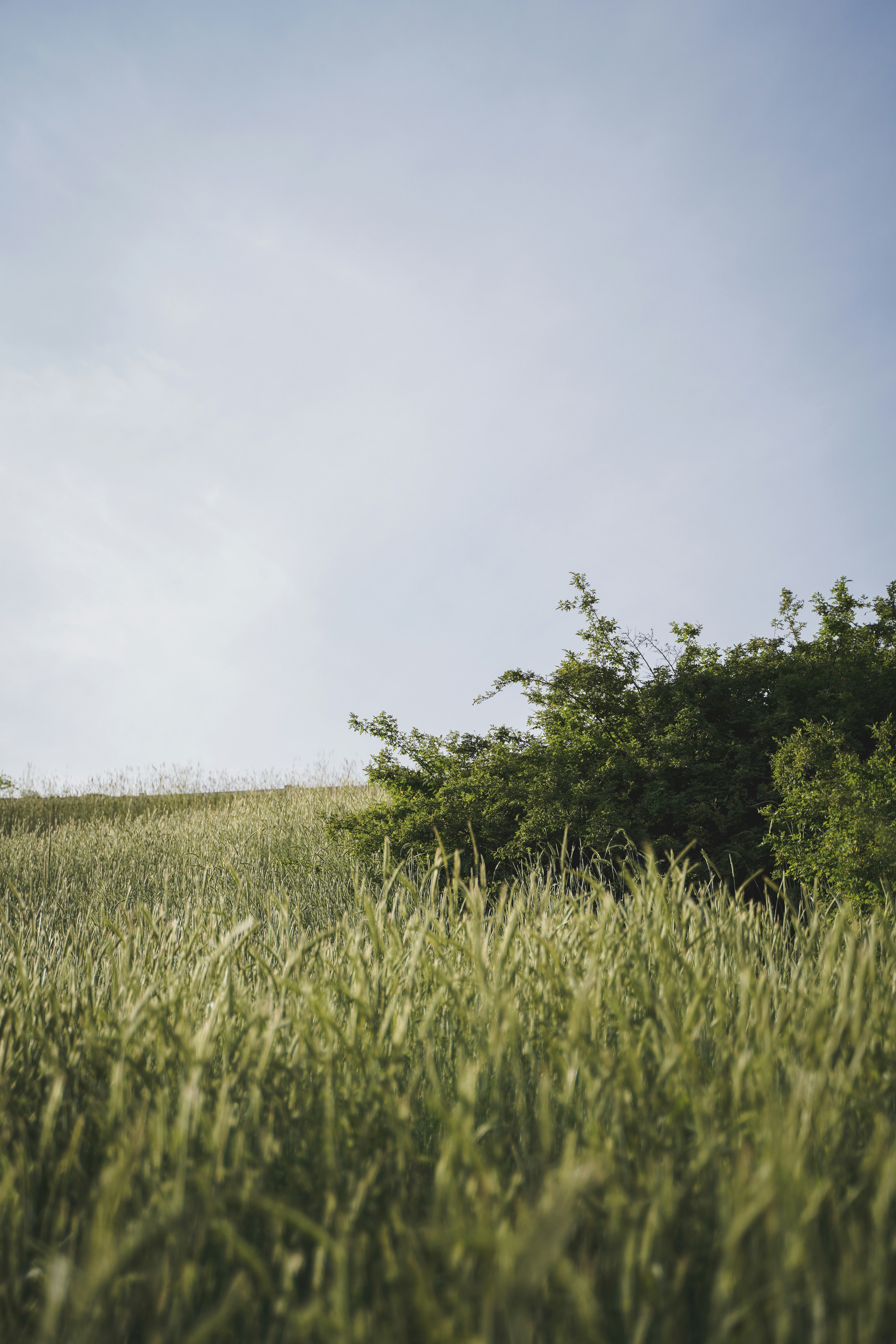 Tall Grass Field Wallpaper