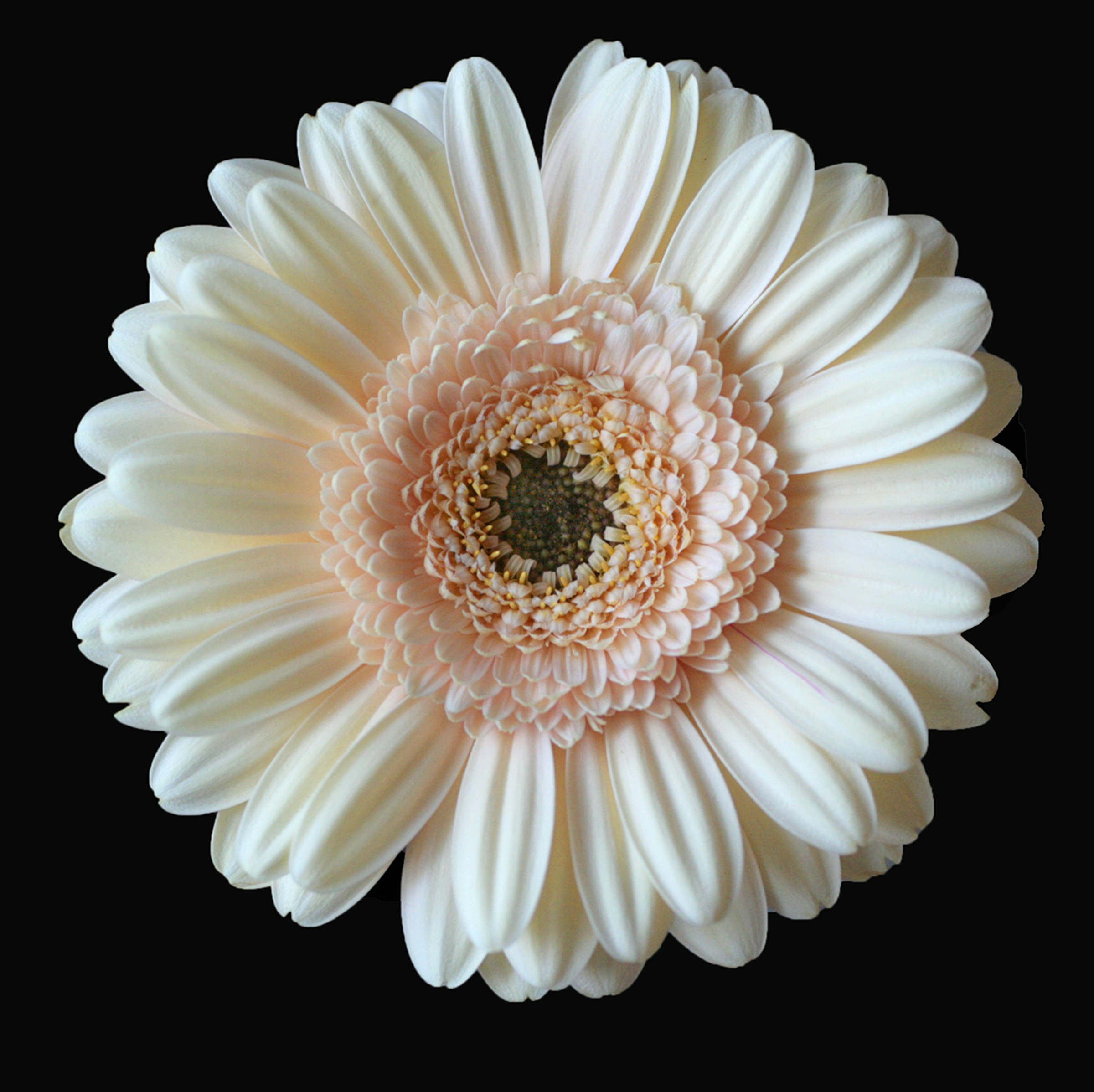 Petals of Perfection: A Pale Pink Gerbera Against Obsidian