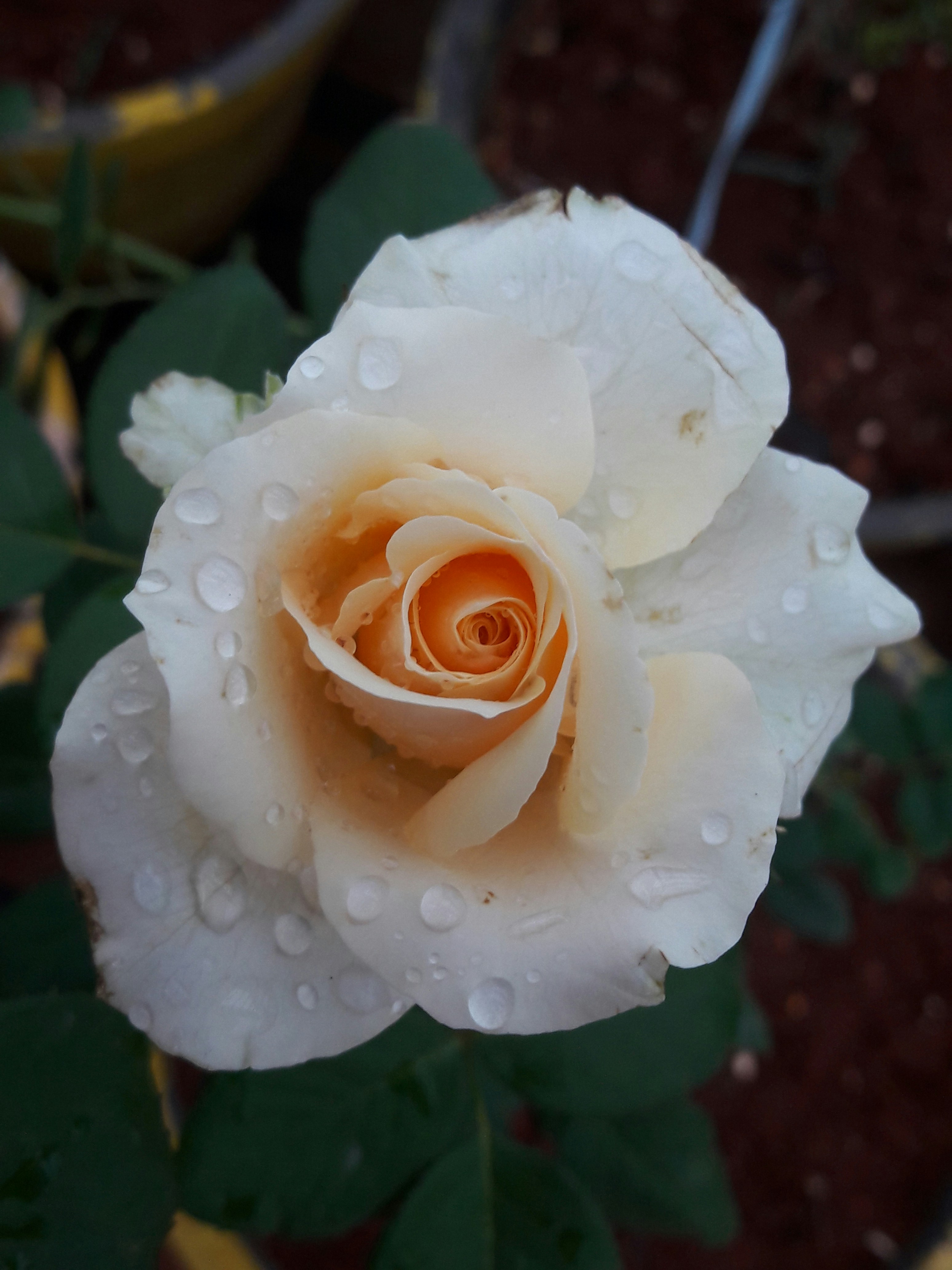 Dewlit Cream Rose: A Macro Portrait in Quiet Garden Light