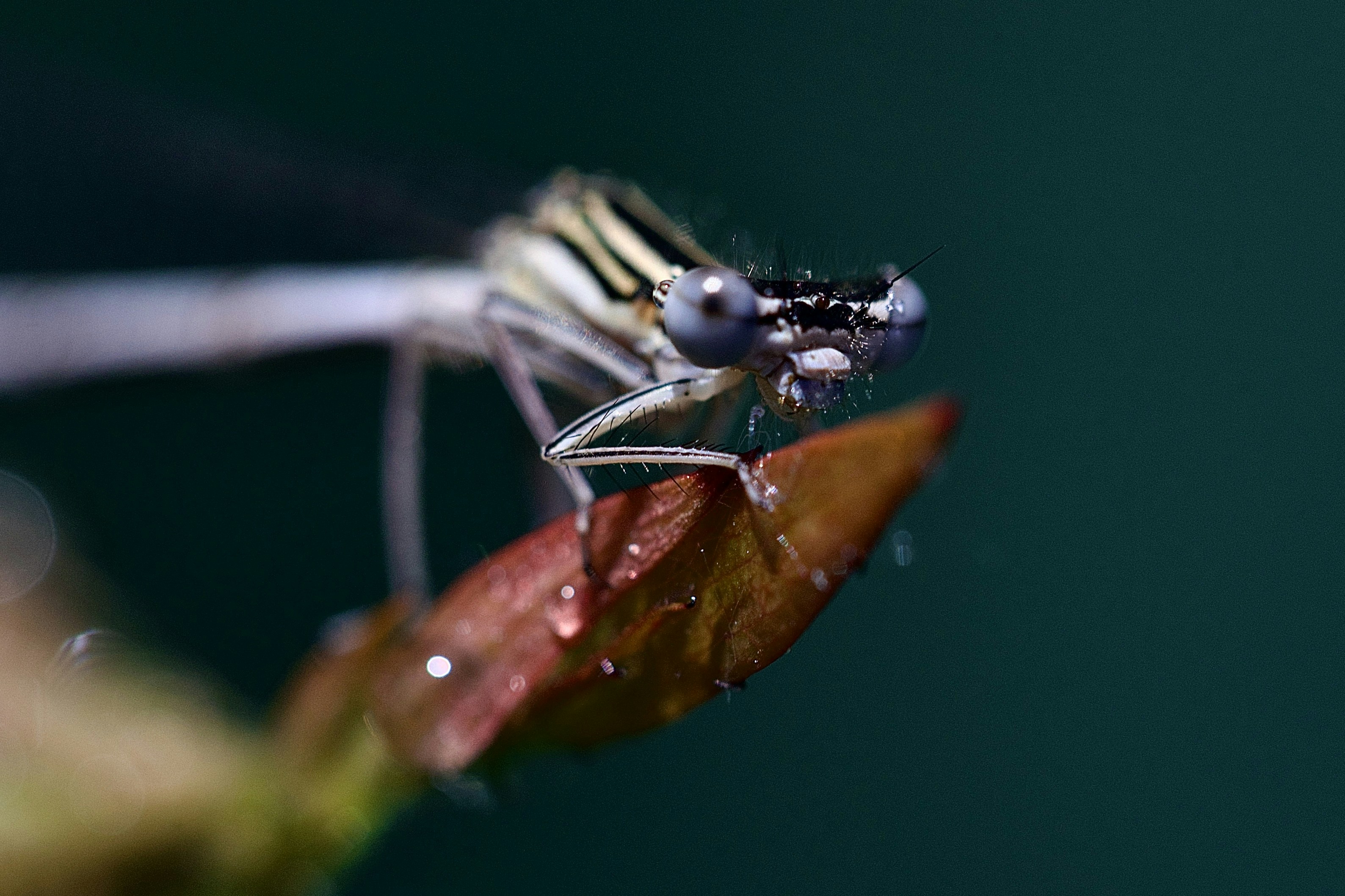 a close up of a bug on a leaf