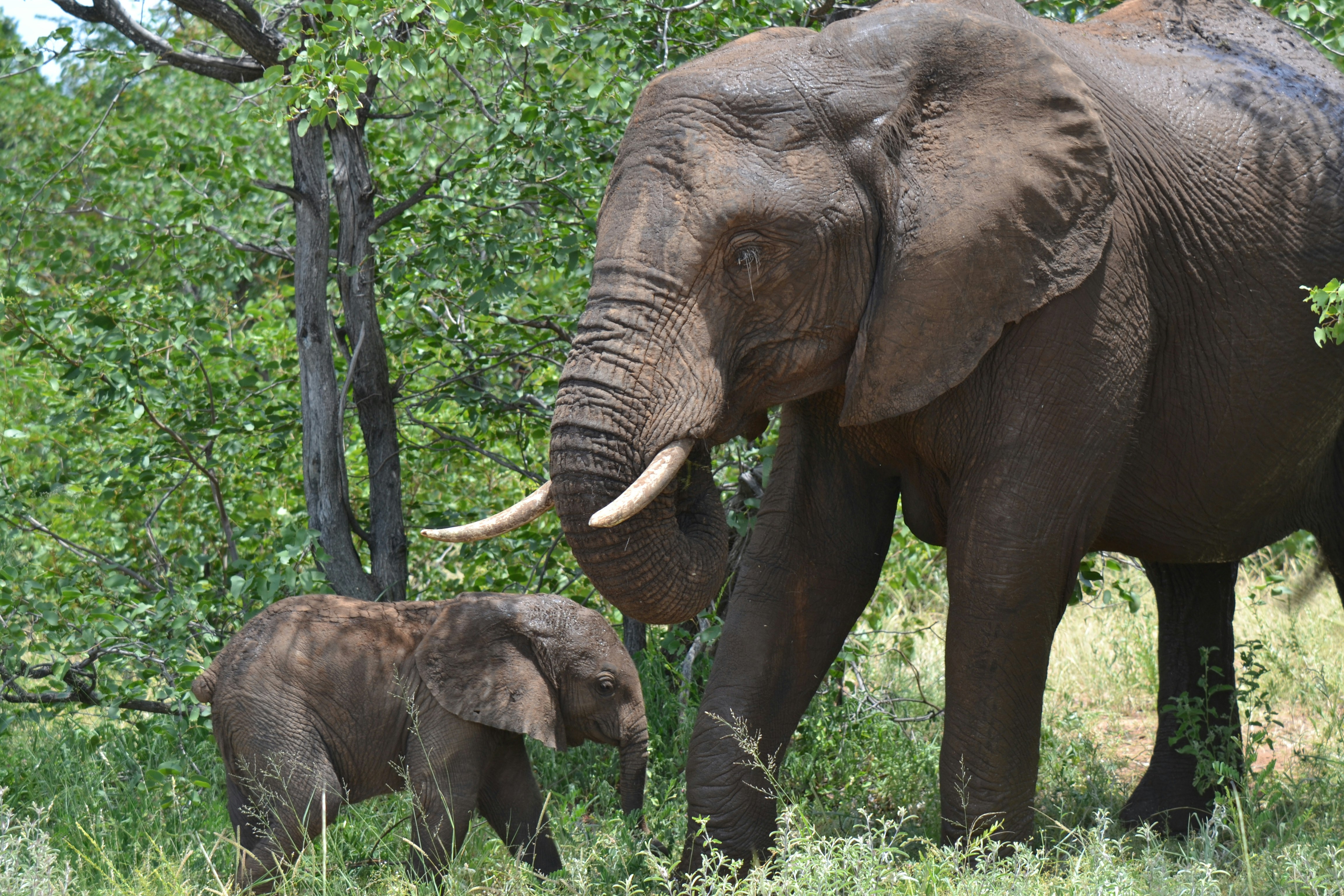 An adult elephant and its calf navigating through lush greenery, embodying the bond of motherhood in the wild.