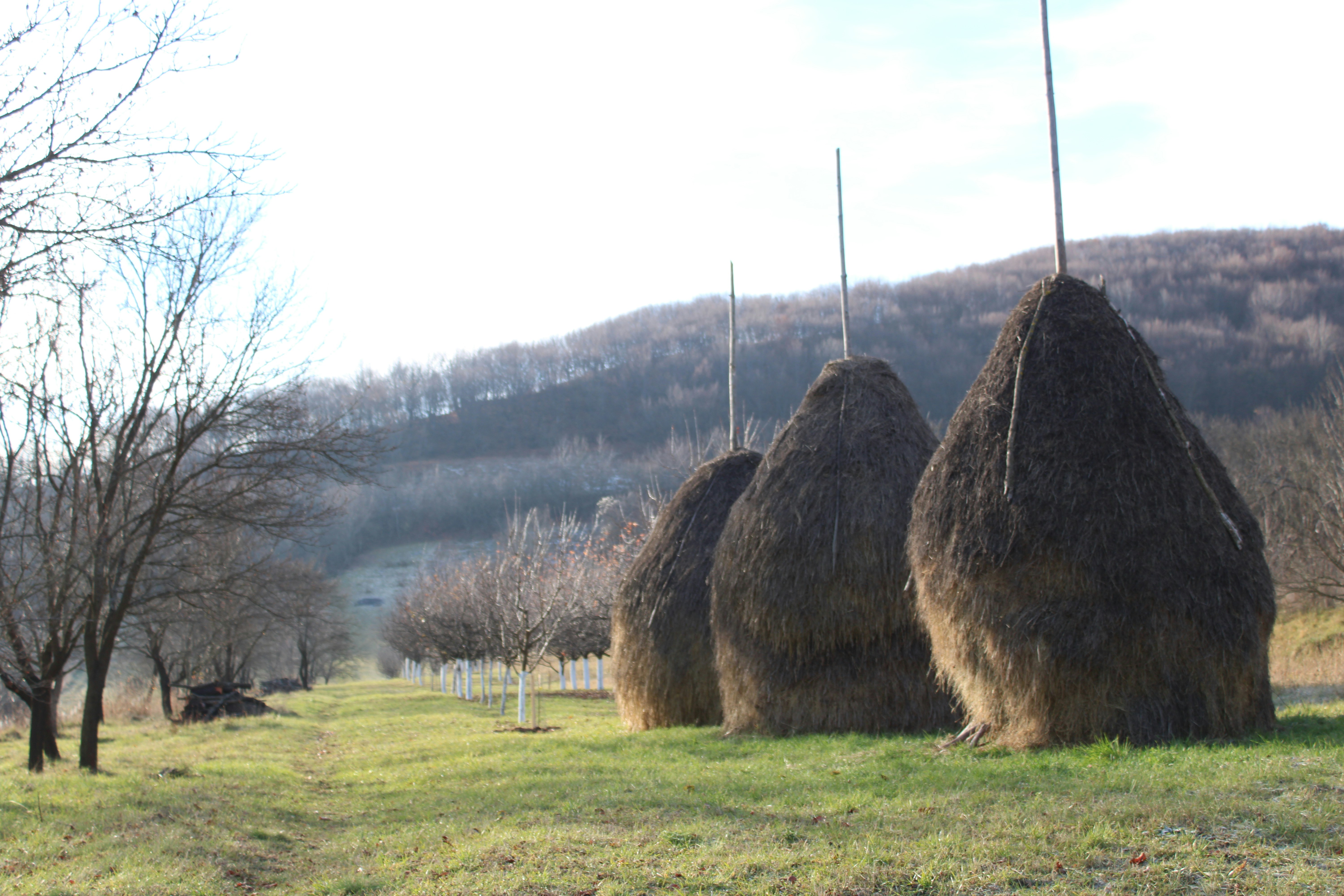 Old Ways | a couple of hay bales sitting on top of a lush green field
