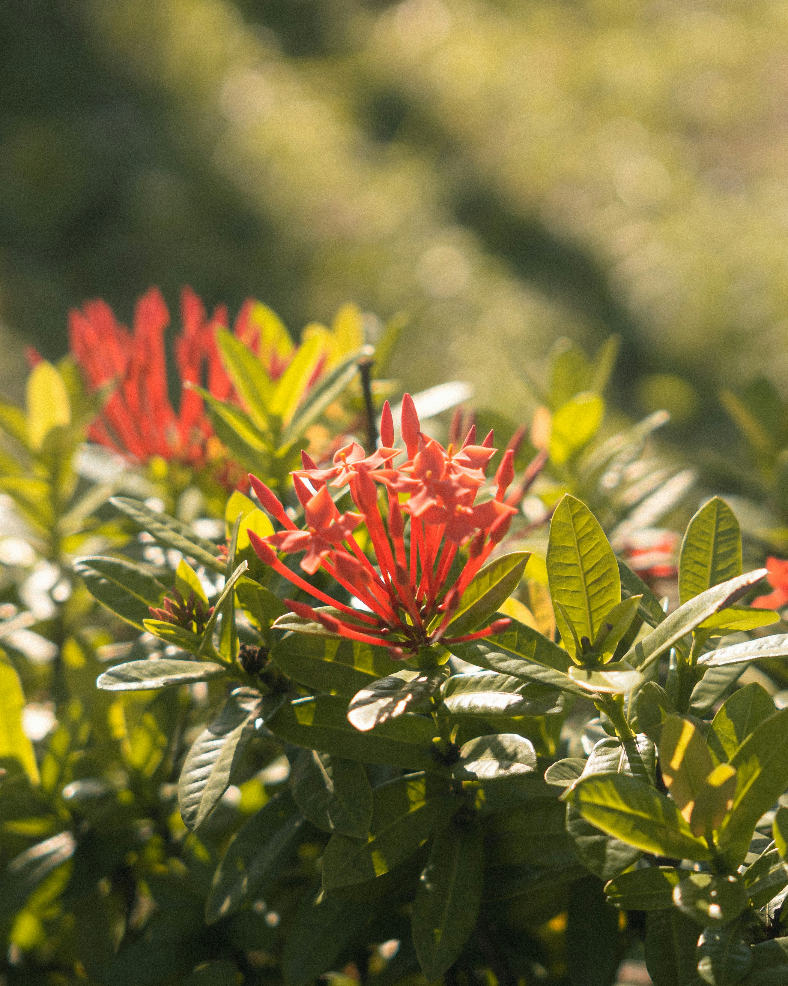 Foto zum Thema Ein Strauch mit roten Blüten und grünen Blättern ...
