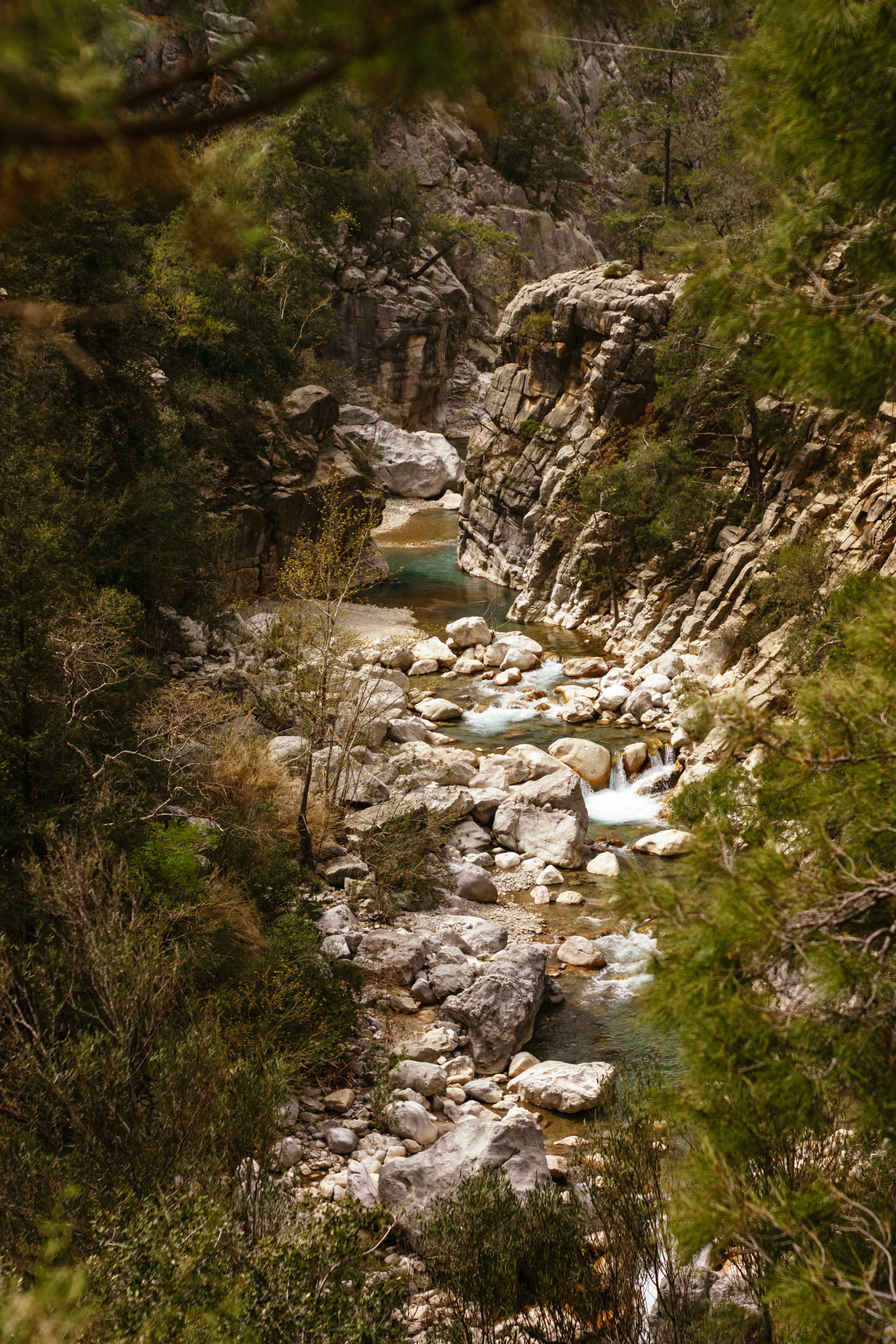 Une rivière qui coule à travers une forêt verdoyante photo – Photo ...