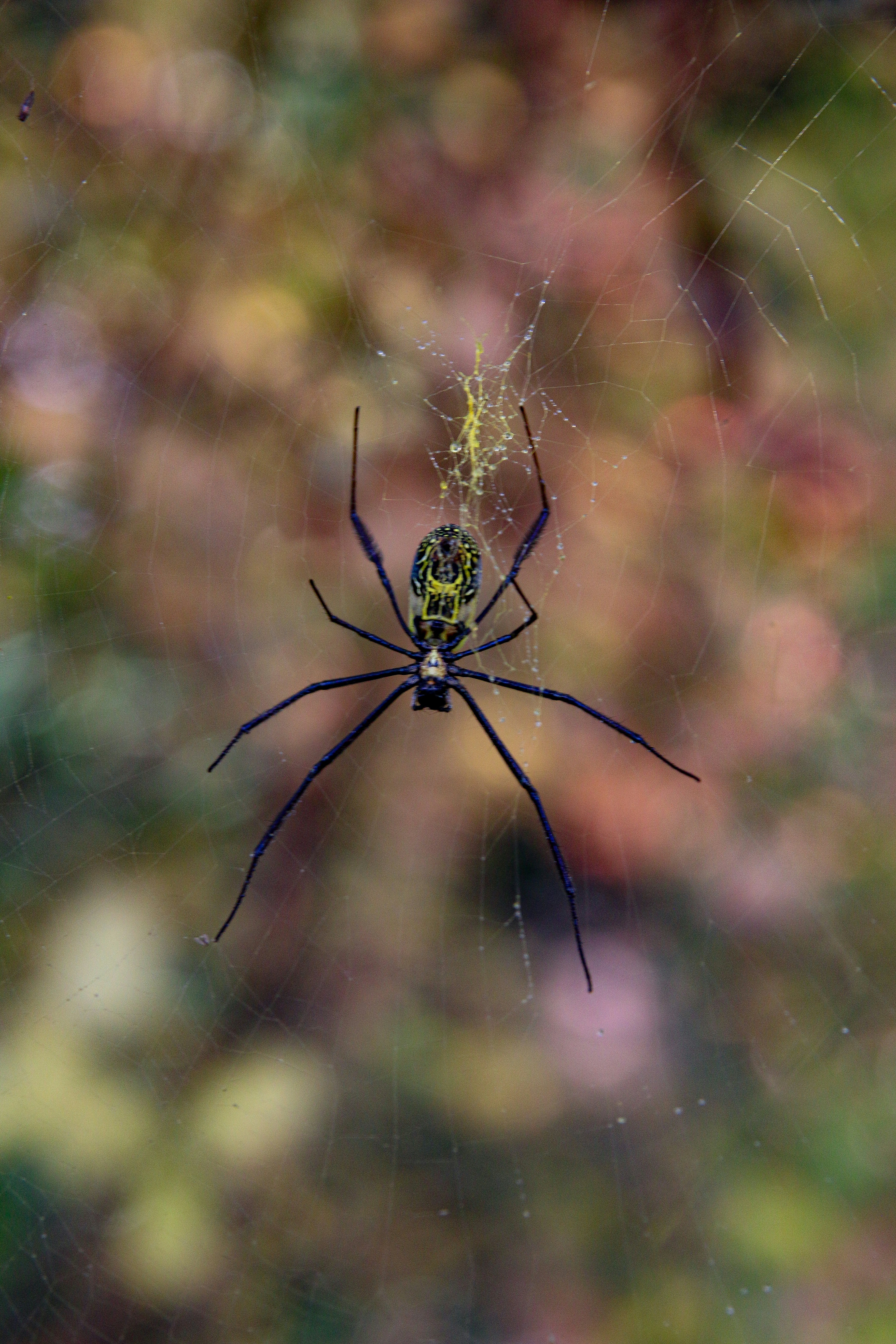 Une araignée noire et jaune assise sur sa toile photo – Photo Araignée ...