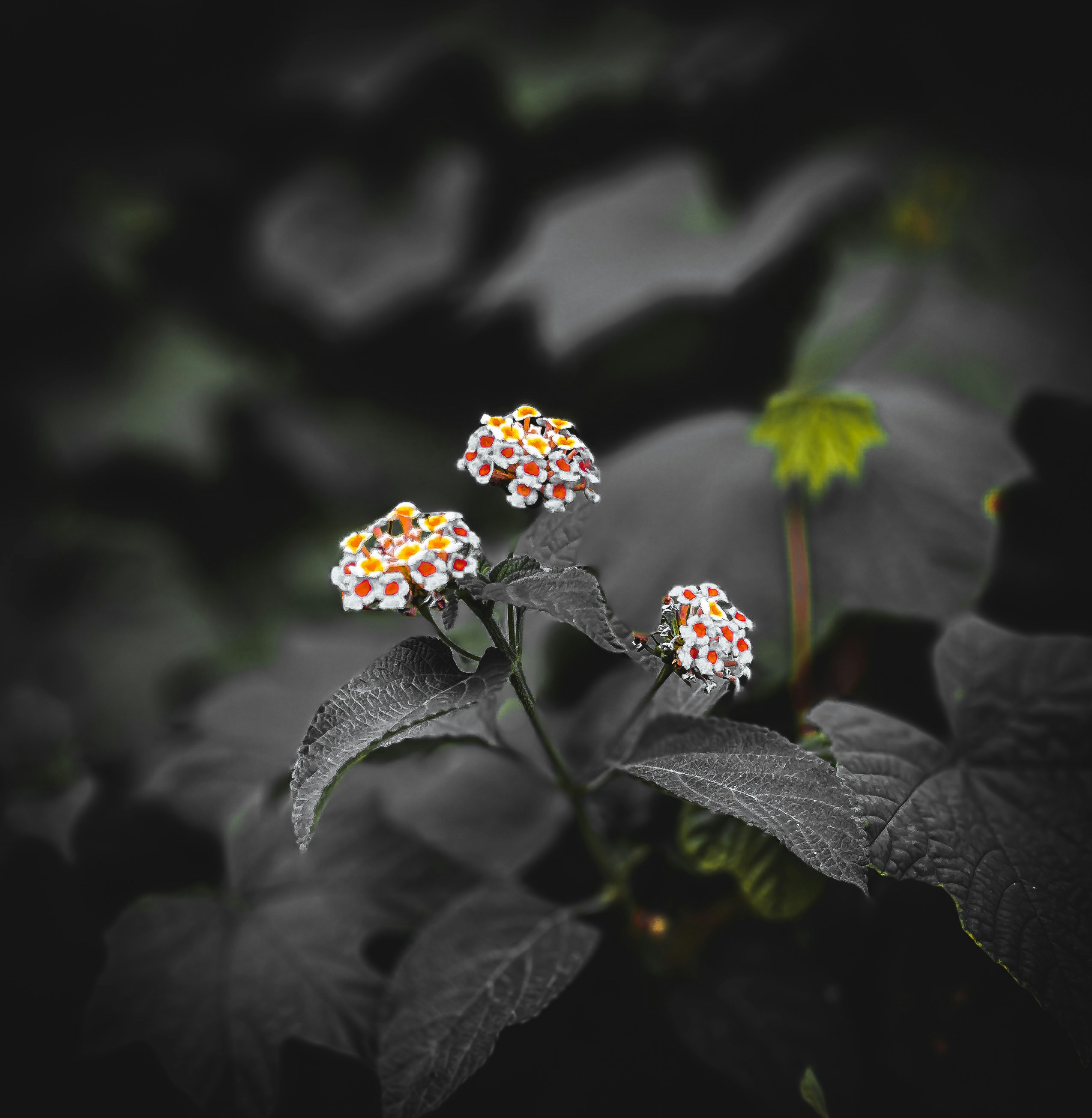 Photo by Shamoil with Apple iPhone 12 Pro Max