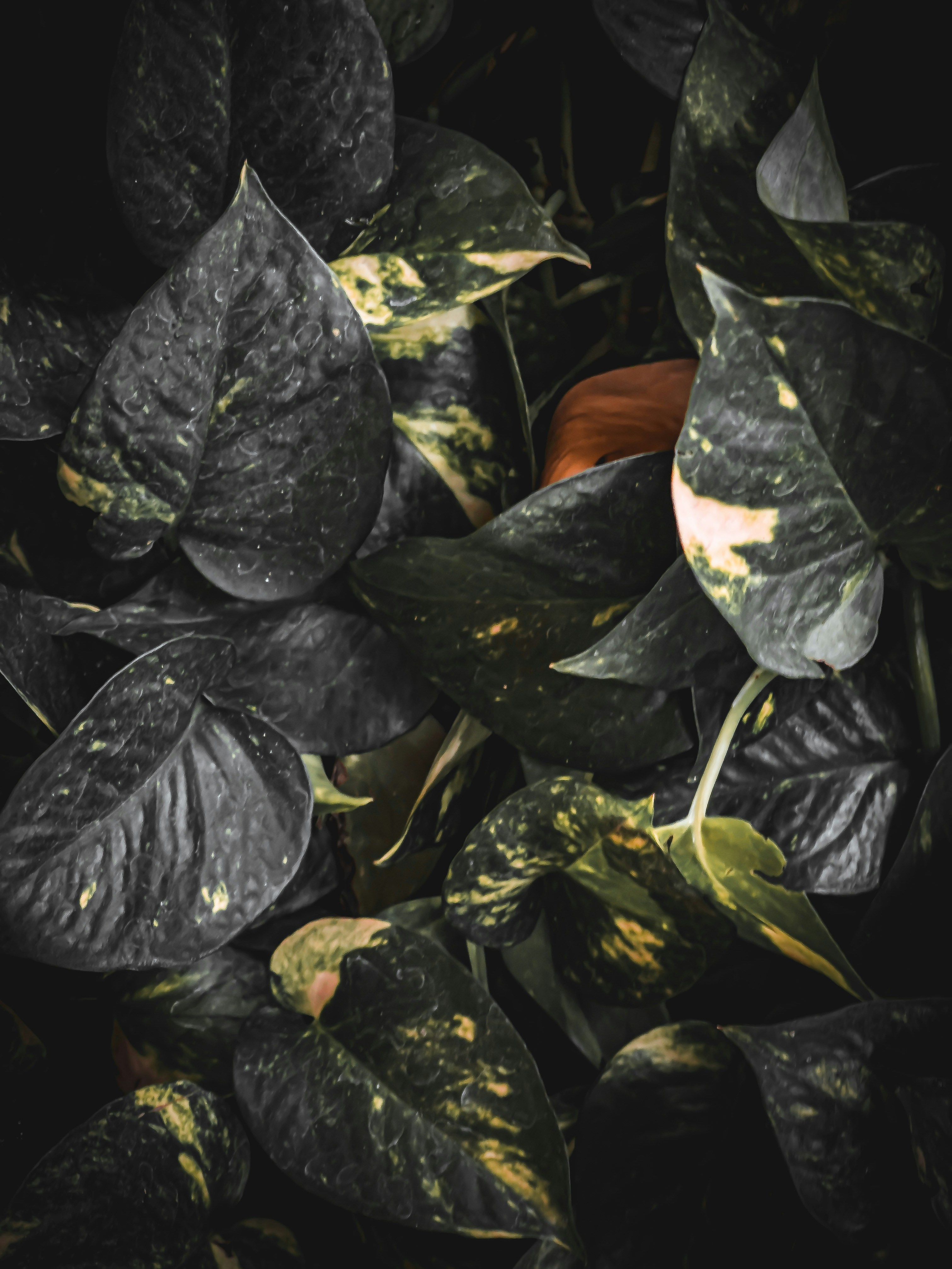 Photo by Shamoil with Apple iPhone 12 Pro Max