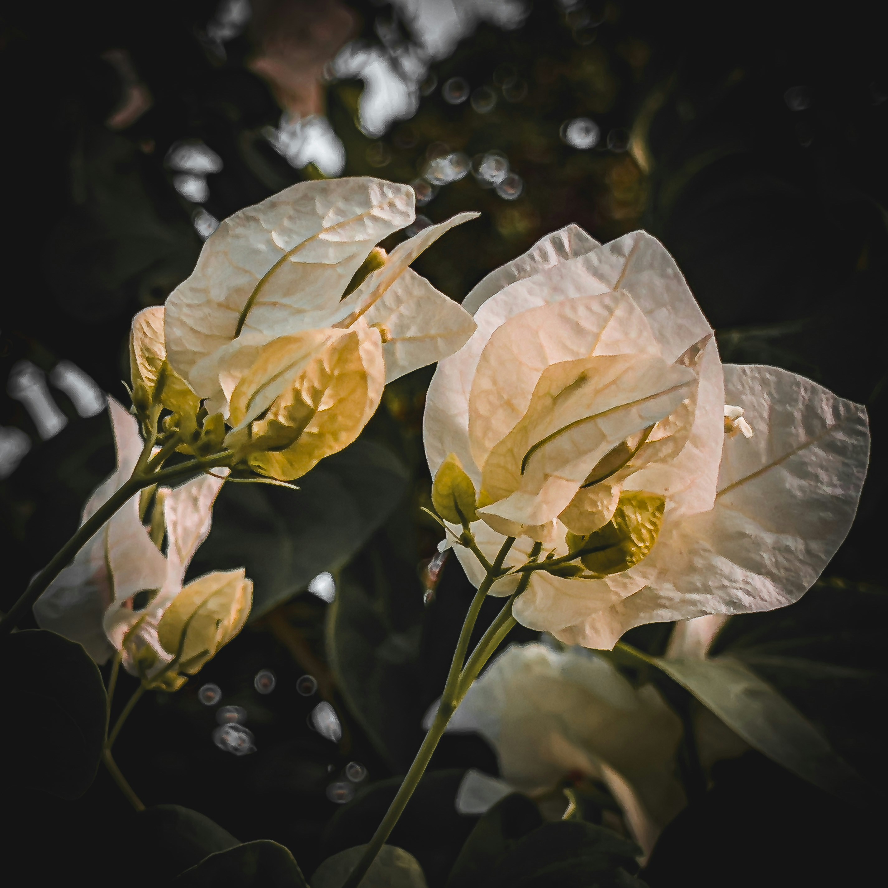 Petals in Twilight: A Close-Up Portrait of Pale Roses Amid Dark Foliage