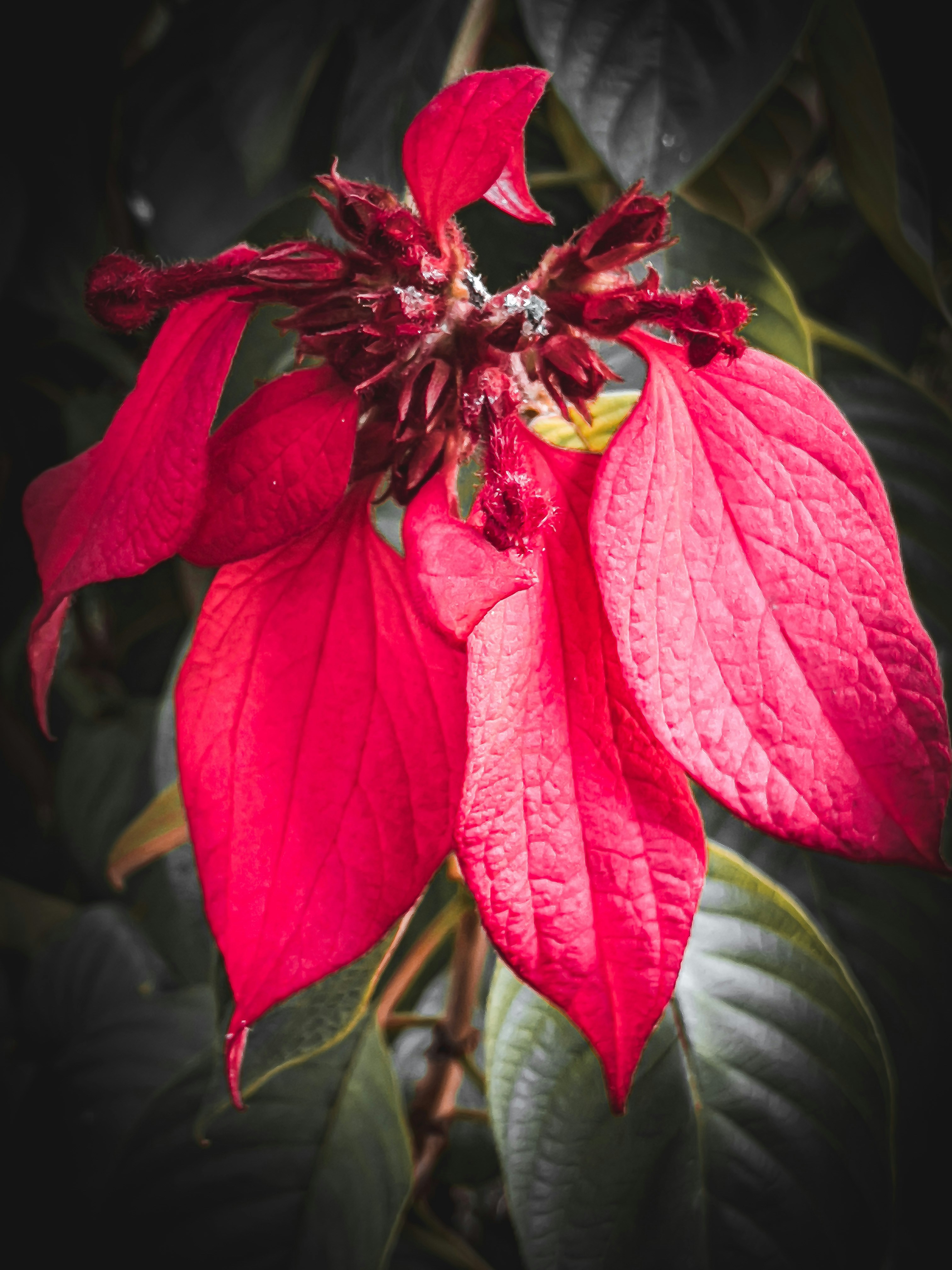 Crimson Bracts in Focus: A Close-Up Study of a Poinsettia's Velvet Texture