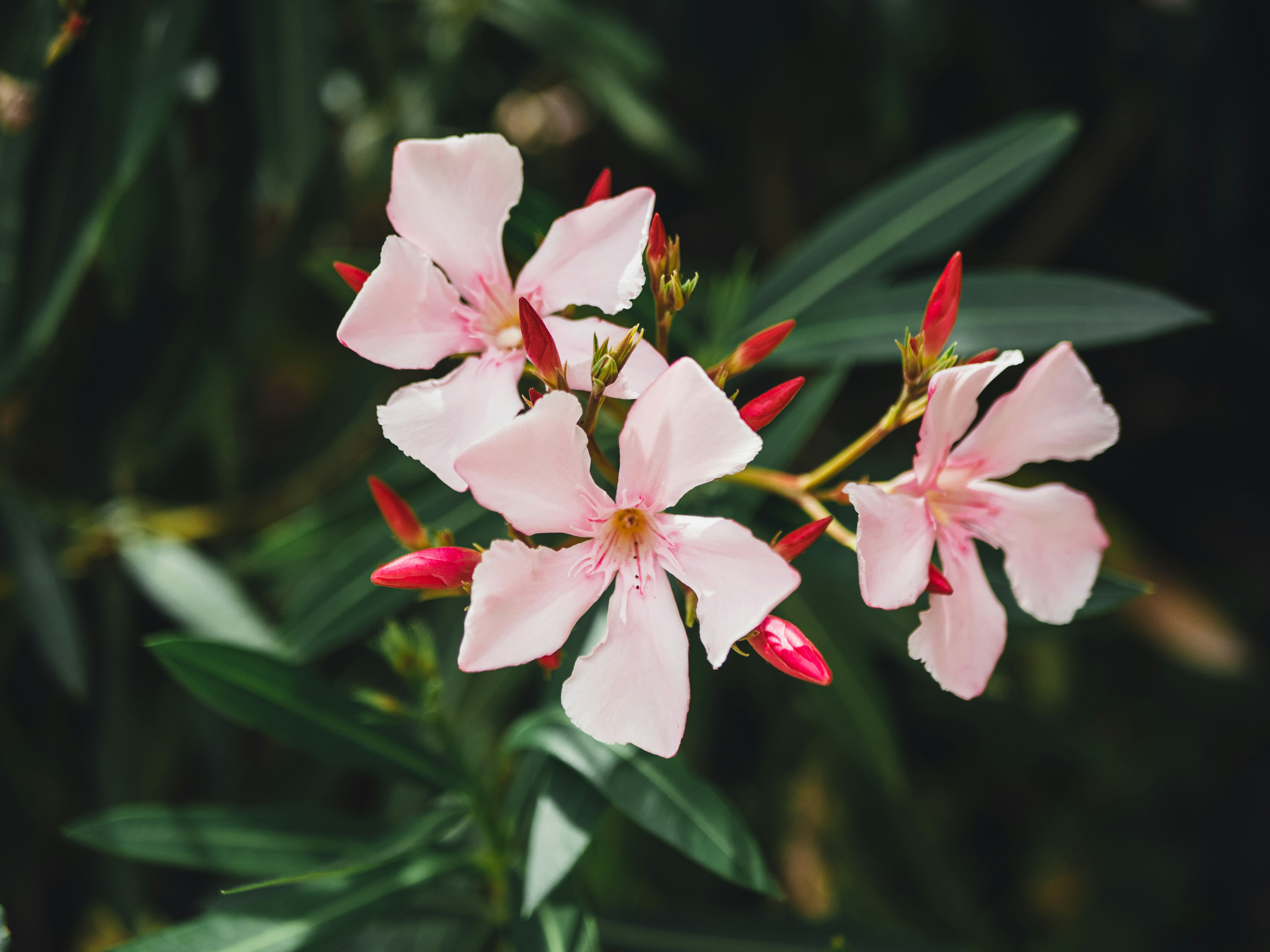 Cluster of pink oleander flowers surrounded by vibrant green leaves, showcasing nature's intricate beauty.