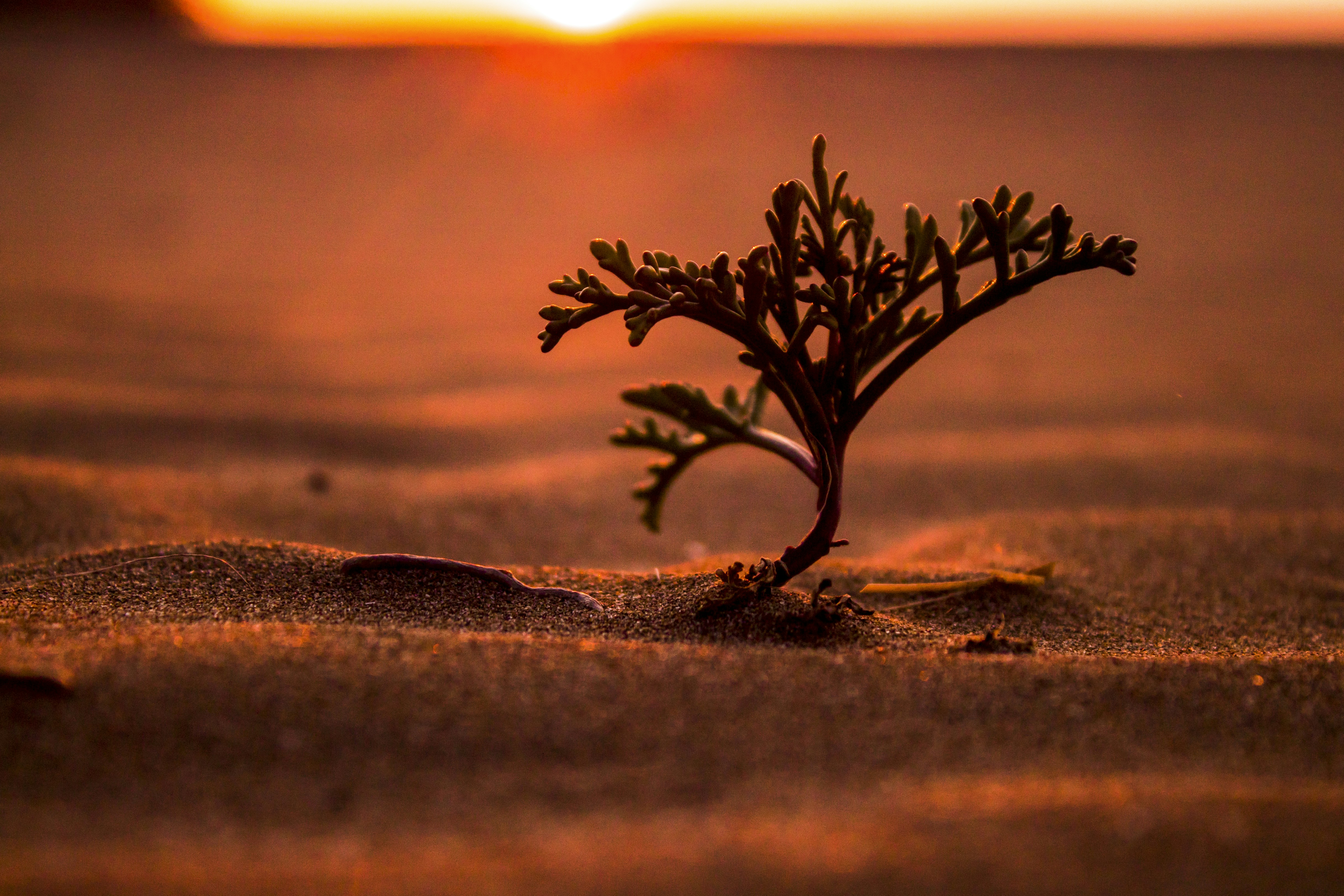 Ember-lit Sprout: A Lone Dune Plant Against a Molten Sunset
