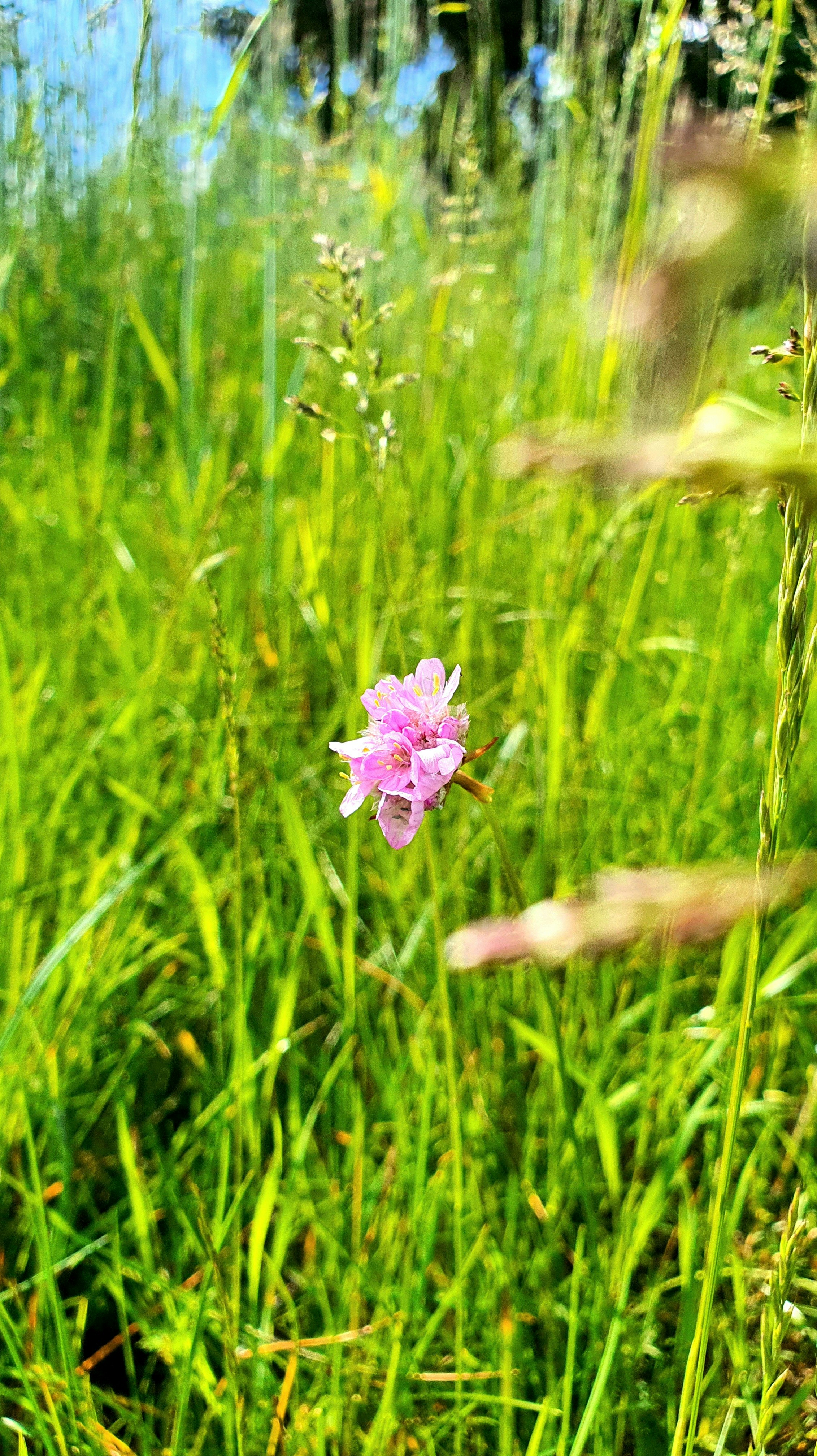 A vibrant pink flower stands out against a lush green backdrop, surrounded by tall grasses and soft sunlight.