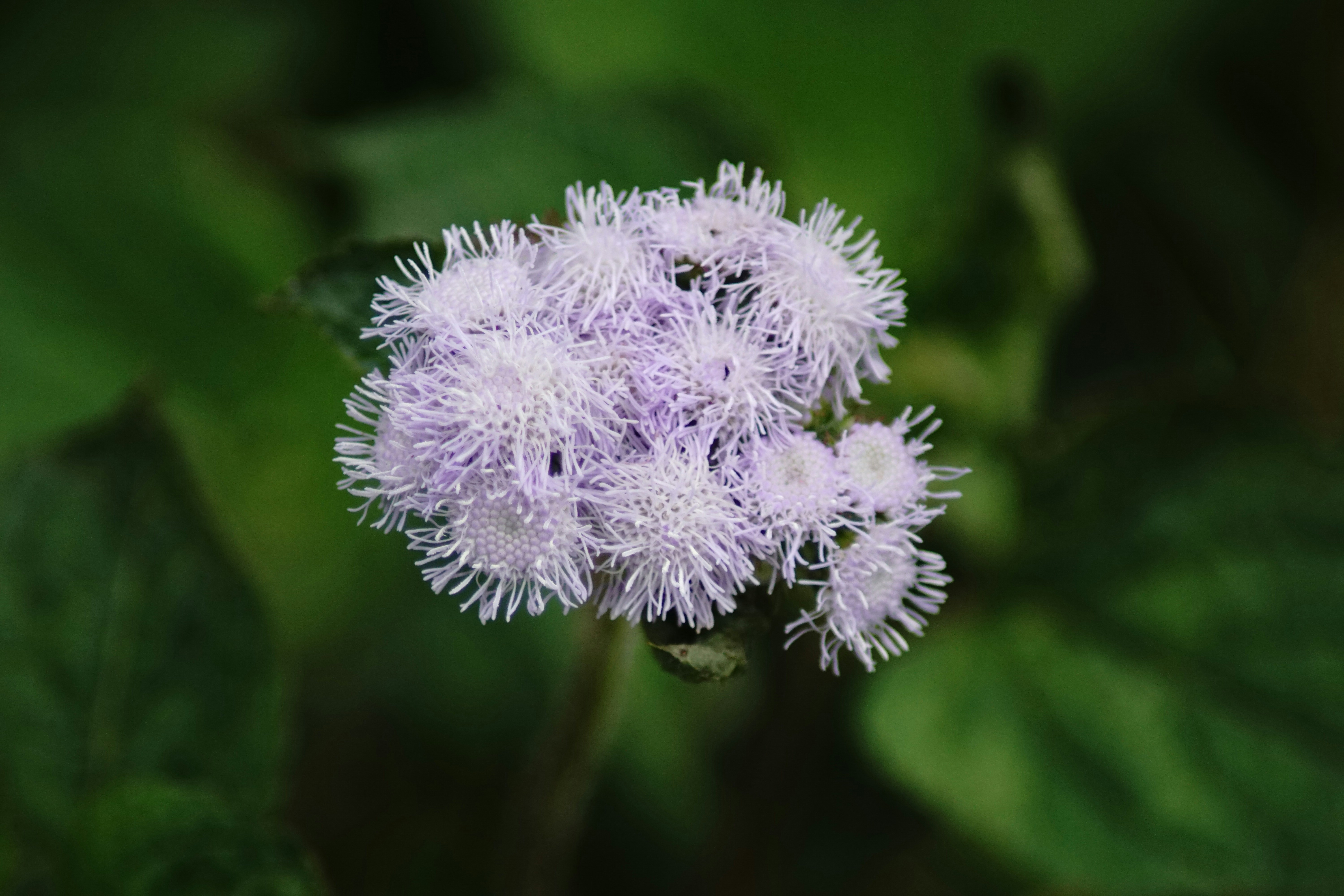 Cluster of delicate purple flowers surrounded by lush green foliage, showcasing intricate petal structures and natural beauty.