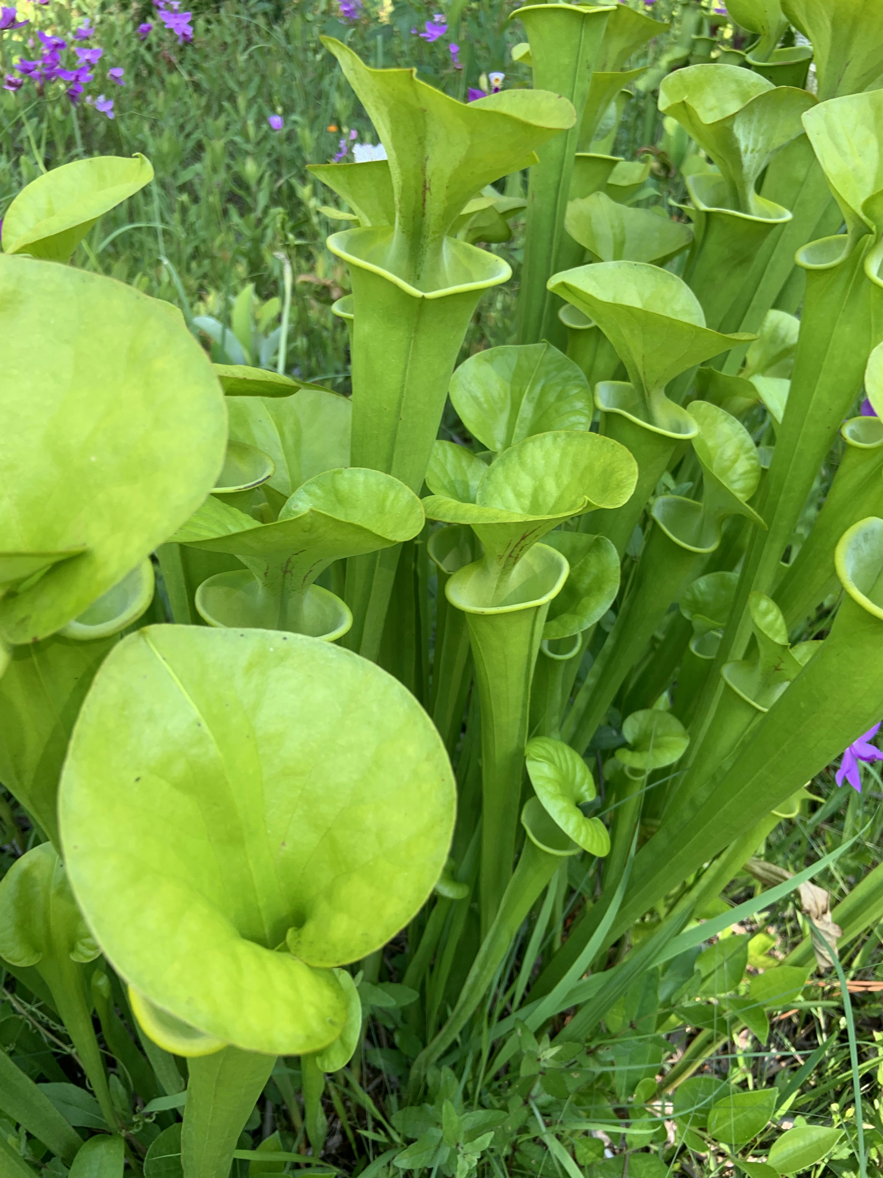 Gros plan d’un bouquet de fleurs dans un champ photo – Photo Vert ...