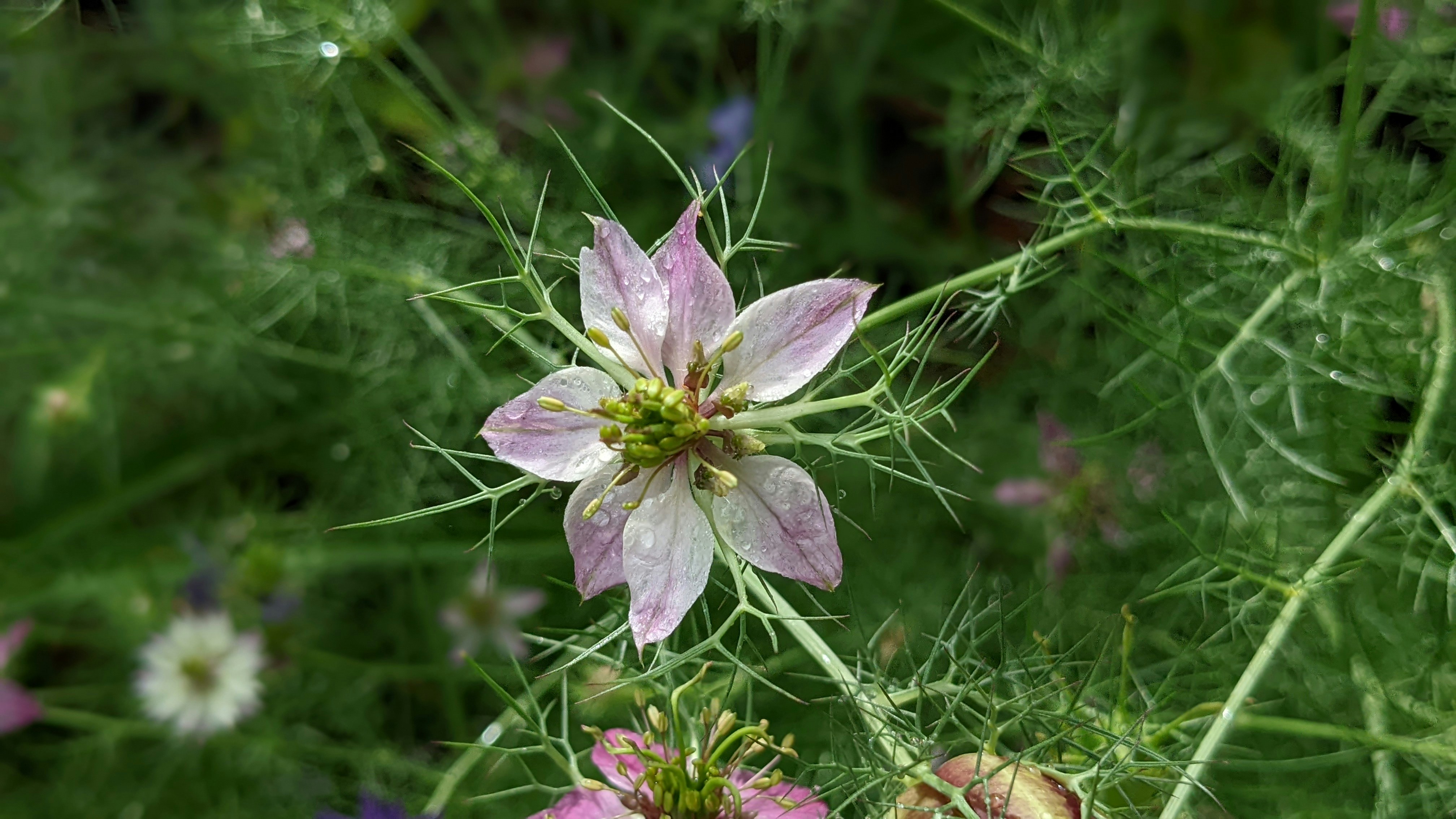 Close-up of a pink Nigella bloom with feathery green foliage in the background.