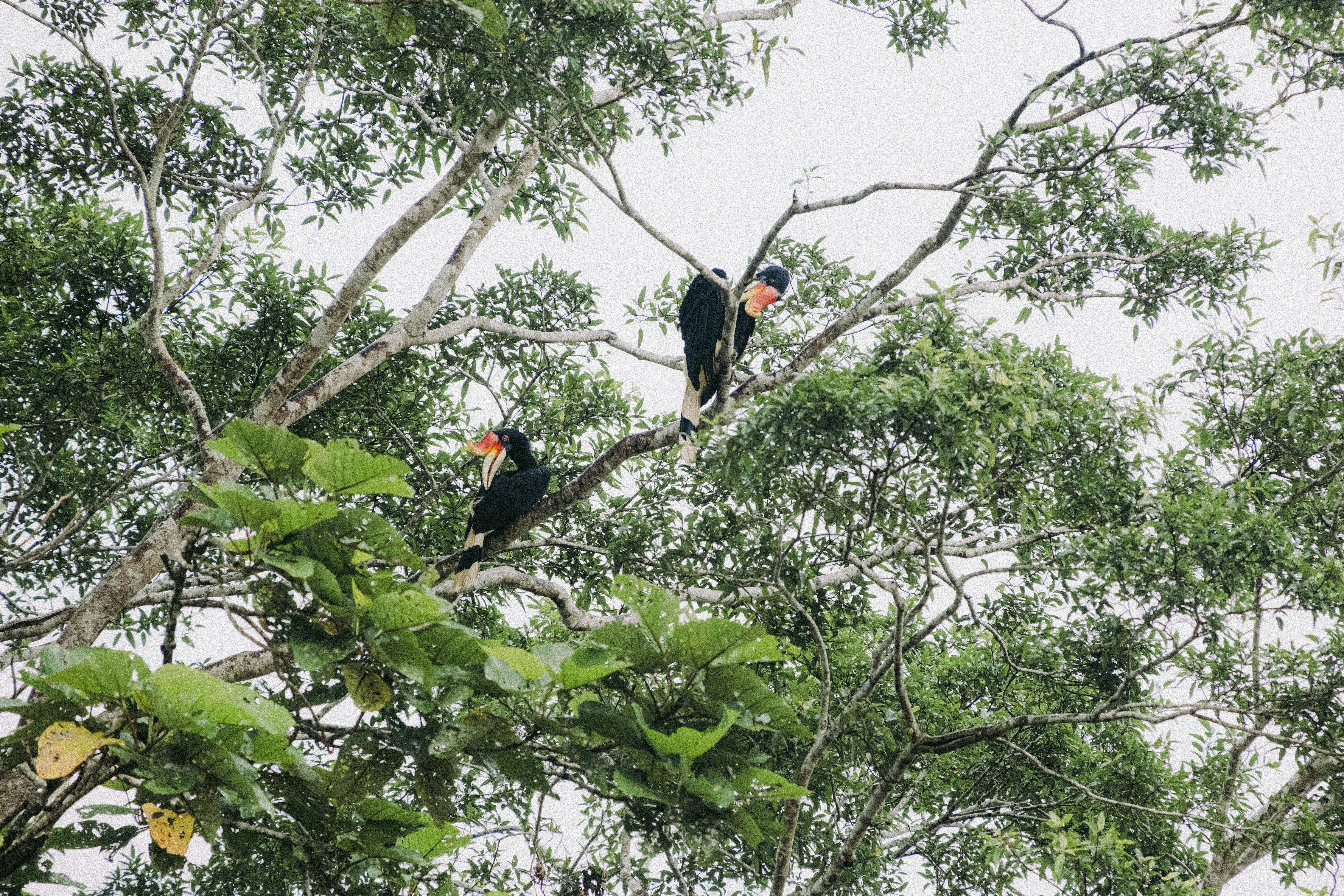 Two hornbills perched on branches high in a lush tree canopy against a cloudy sky.