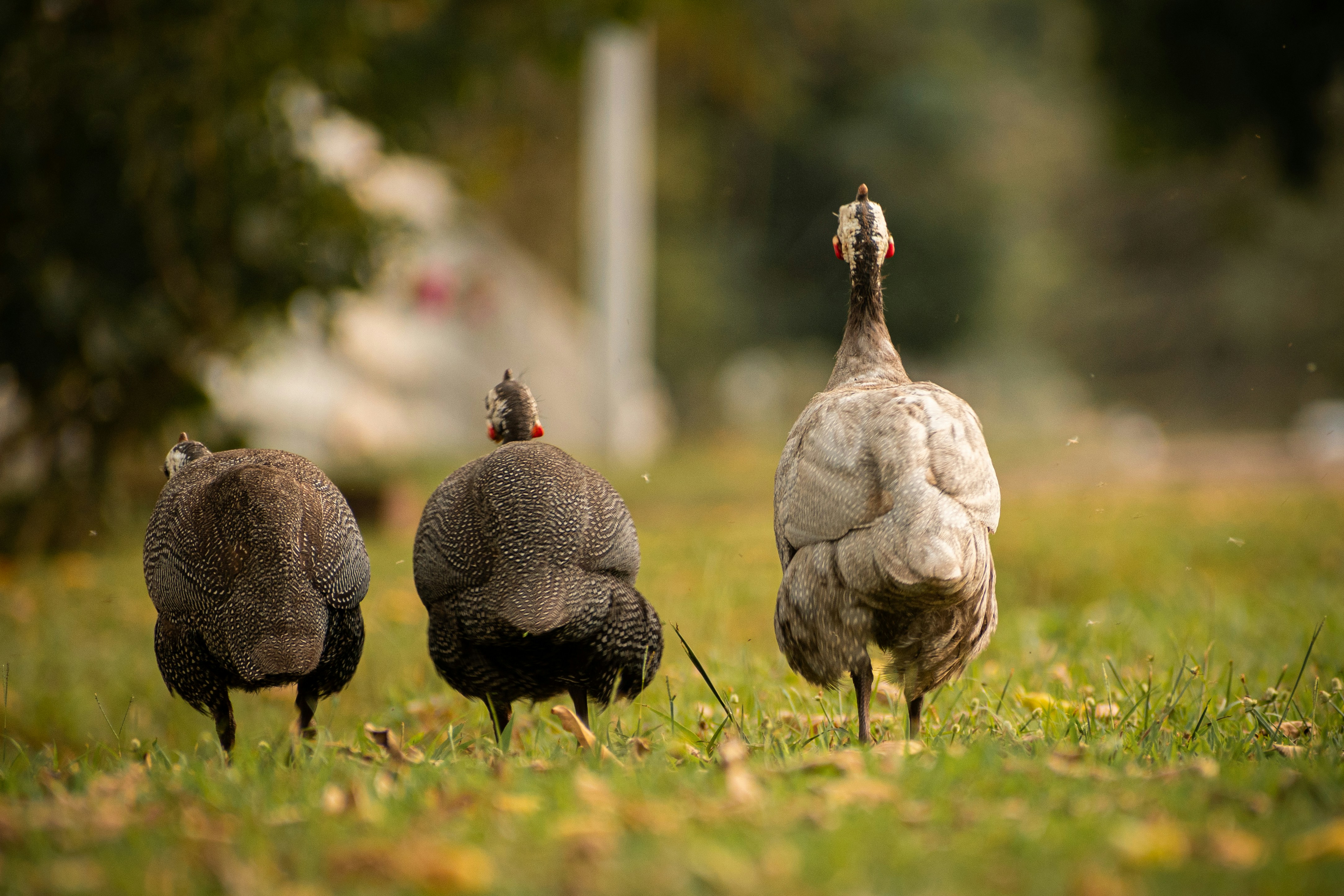 Autumn Field Parade: A Pale Leader Among Three Turkeys