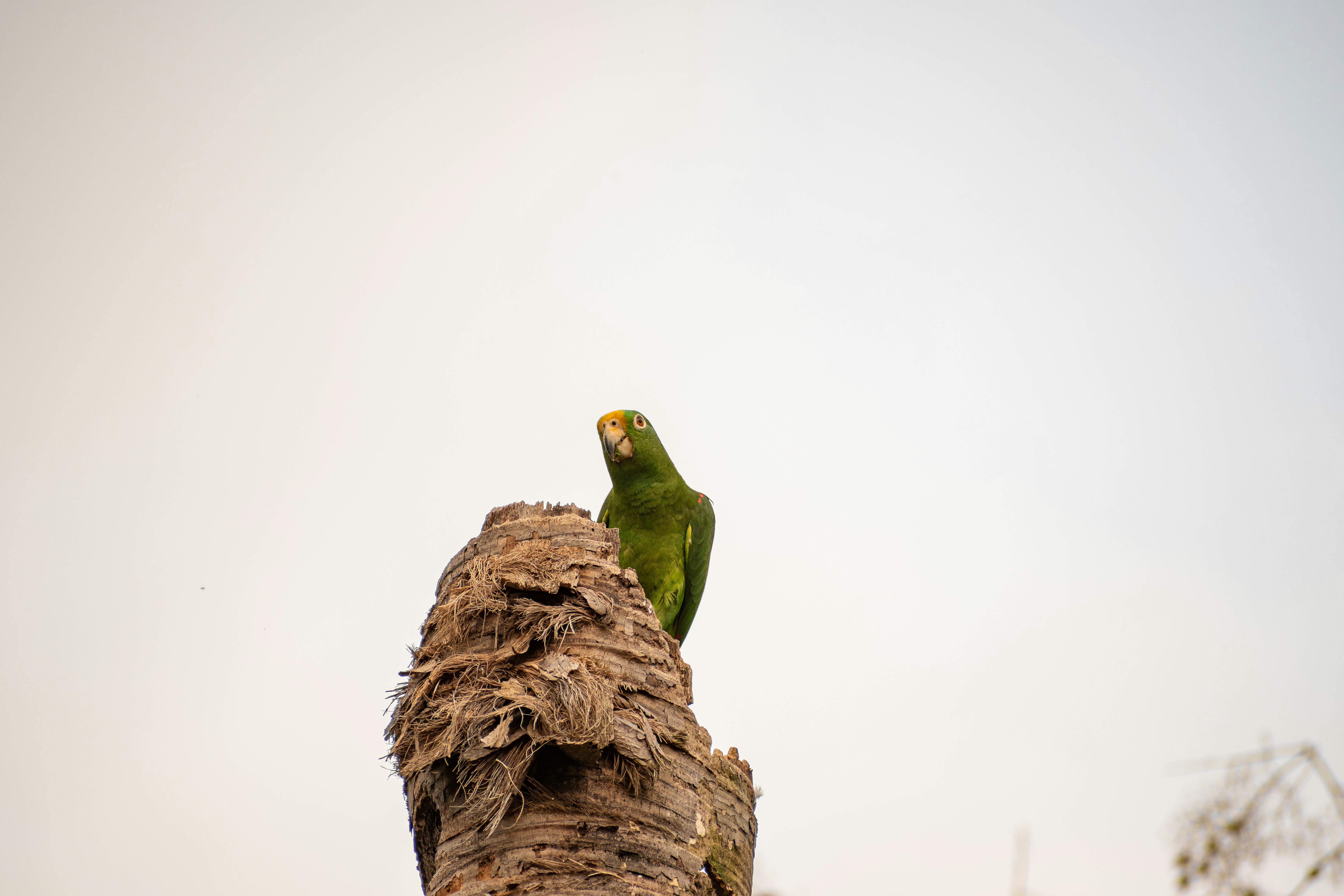 a green bird perched on top of a palm tree