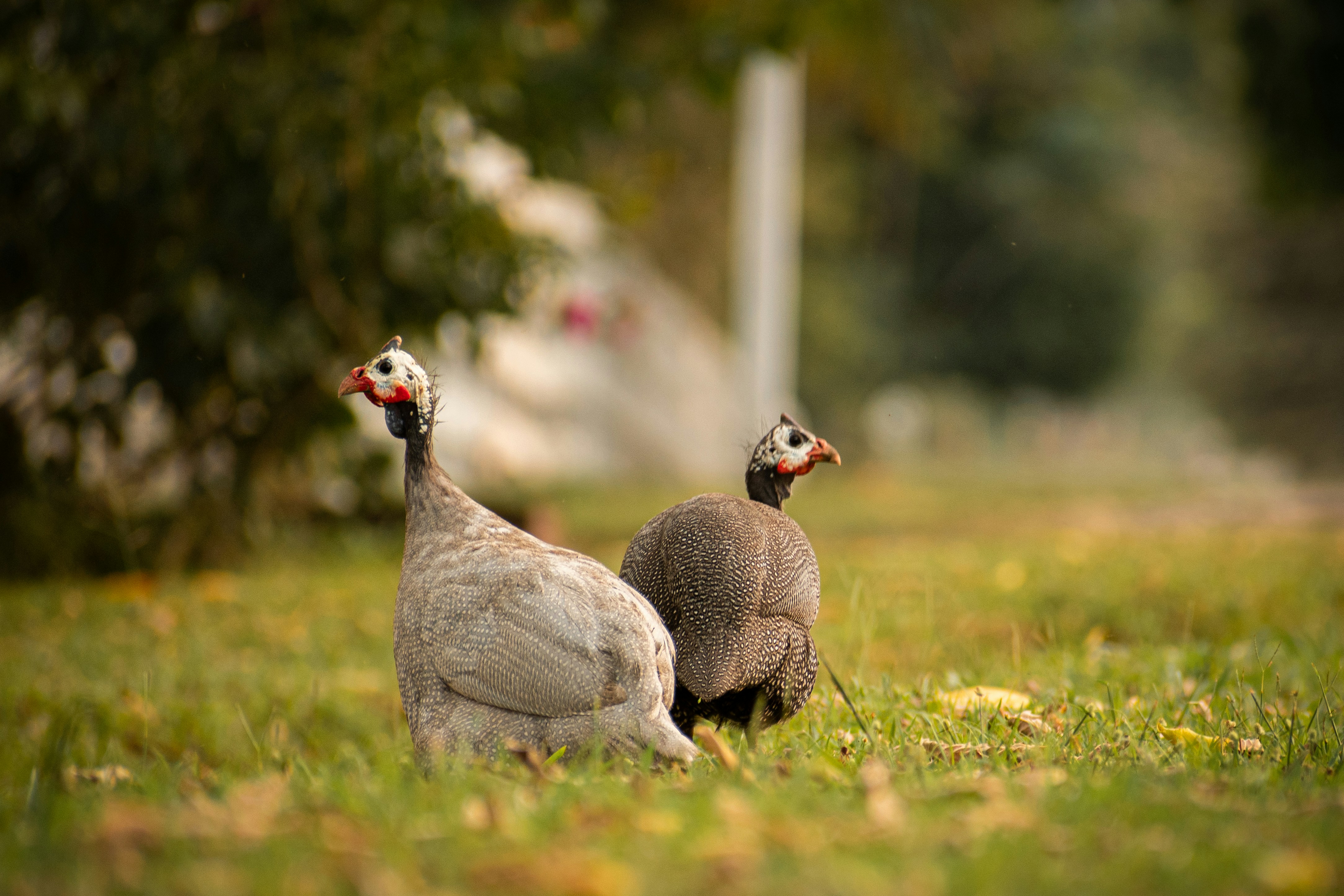 Pair of Grey Partridges Resting in a Park