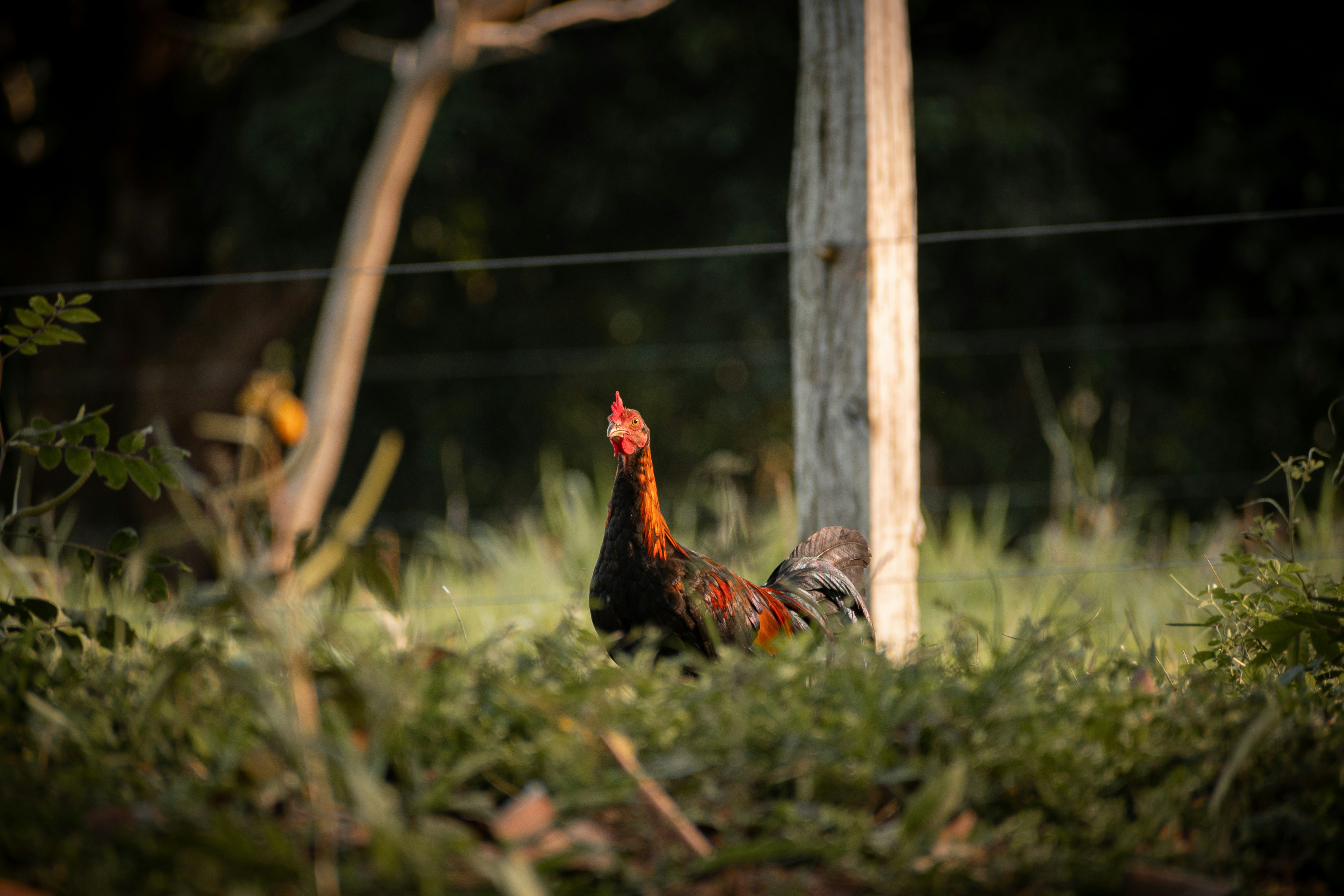 Fence-Line Sentinel: Rooster at the Edge of the Field