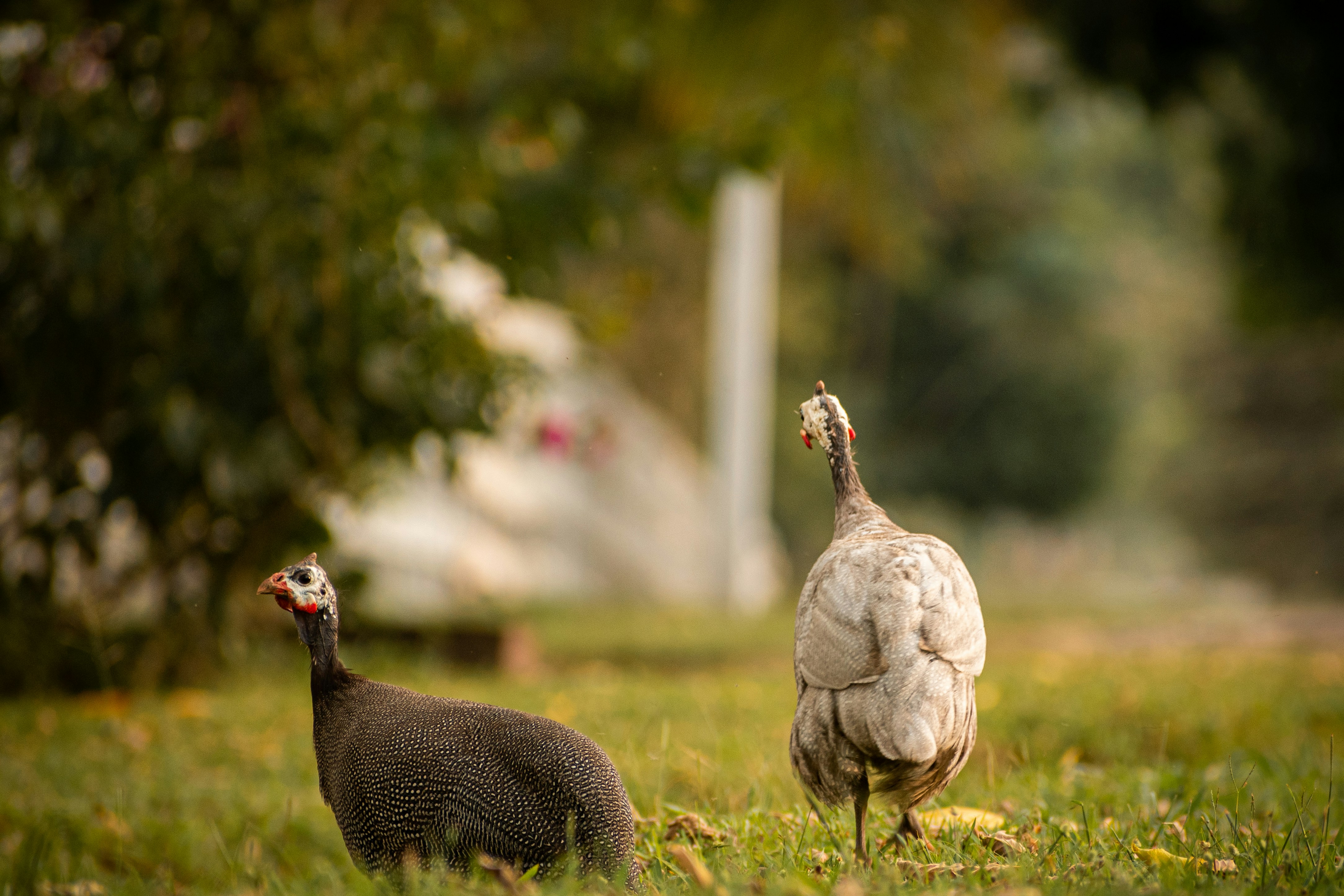Two Farmyard Birds in Soft Focus Pasture