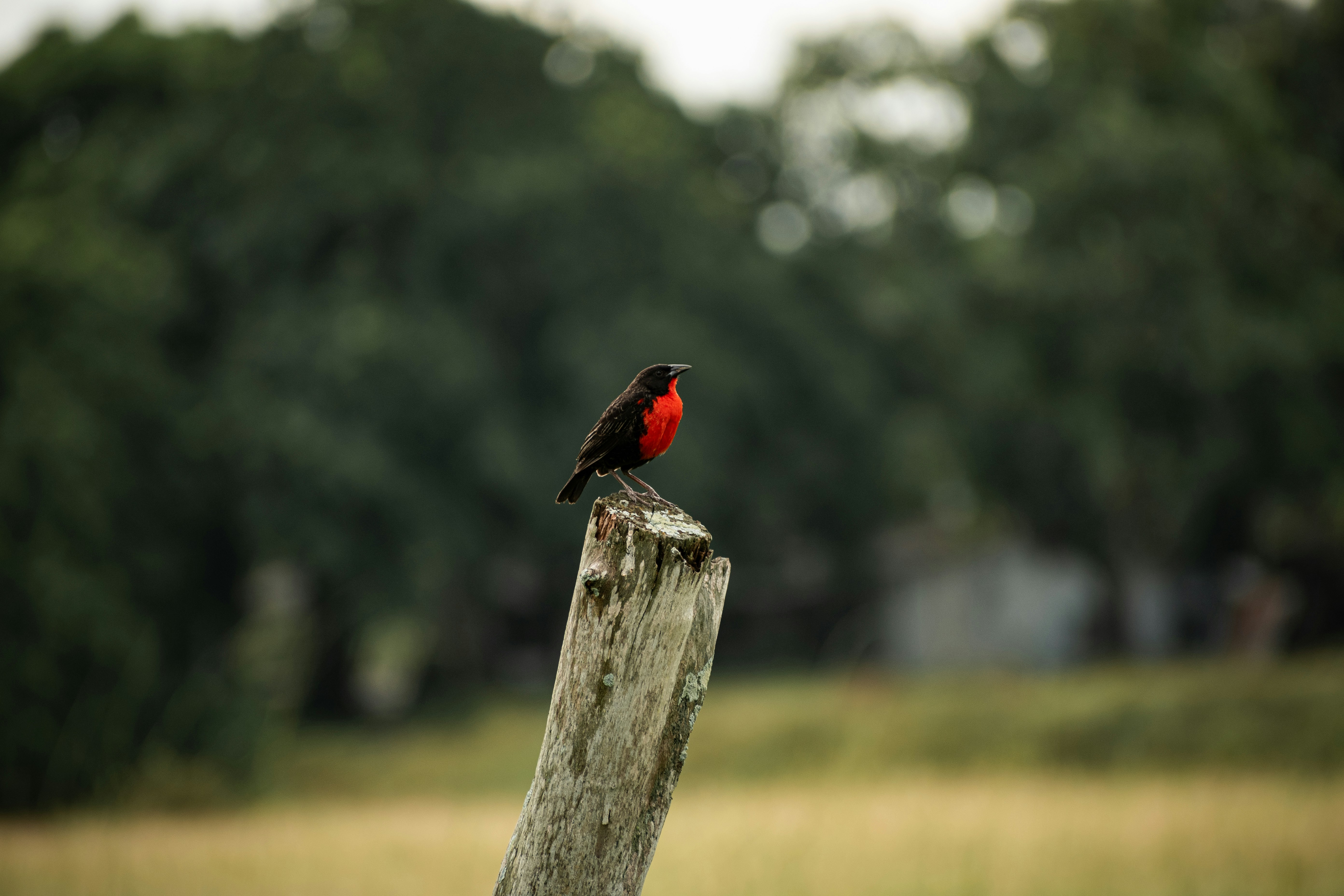 a red and black bird sitting on top of a wooden post