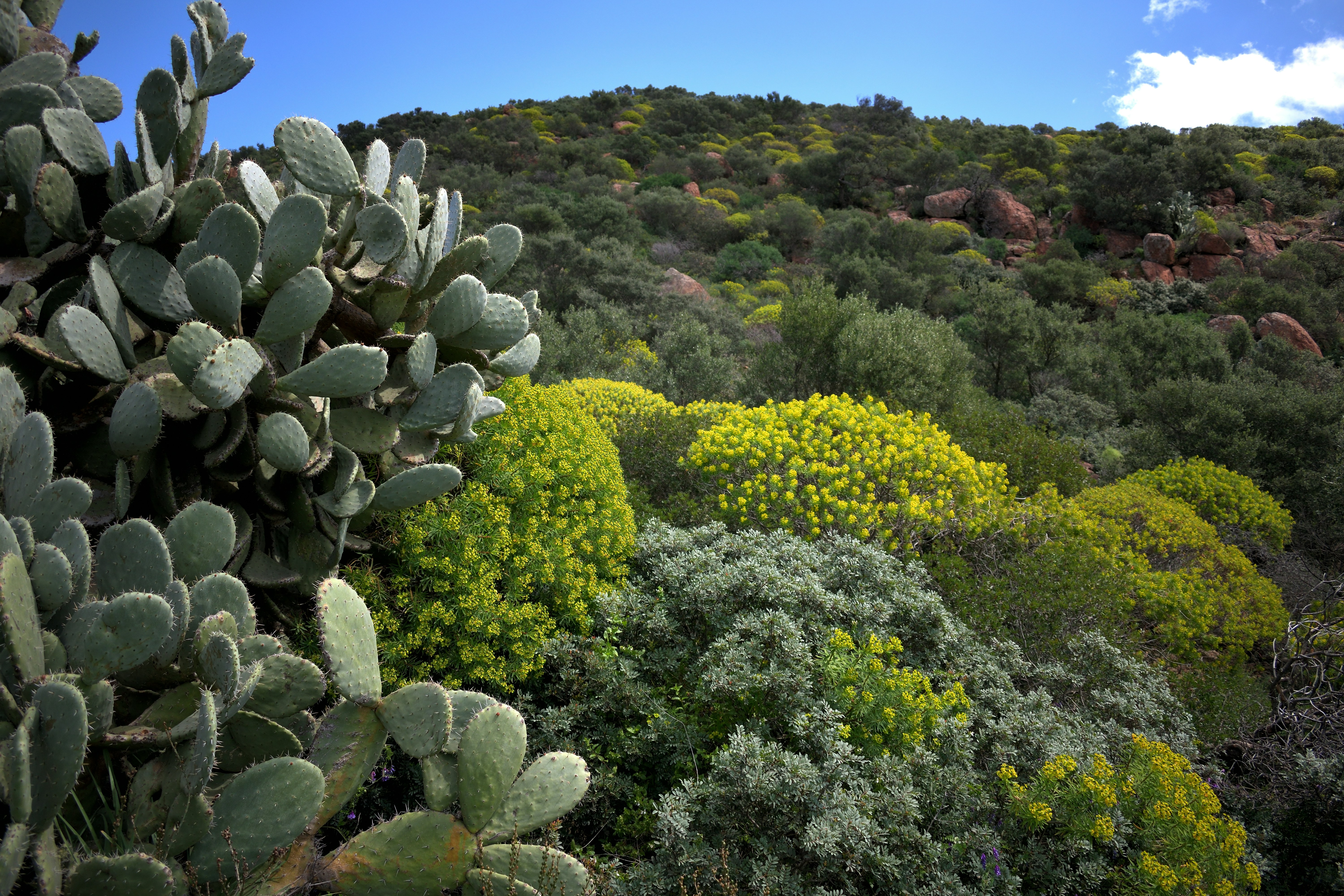 Golden Blooms Break Through Prickly Pear in a Desert Crest