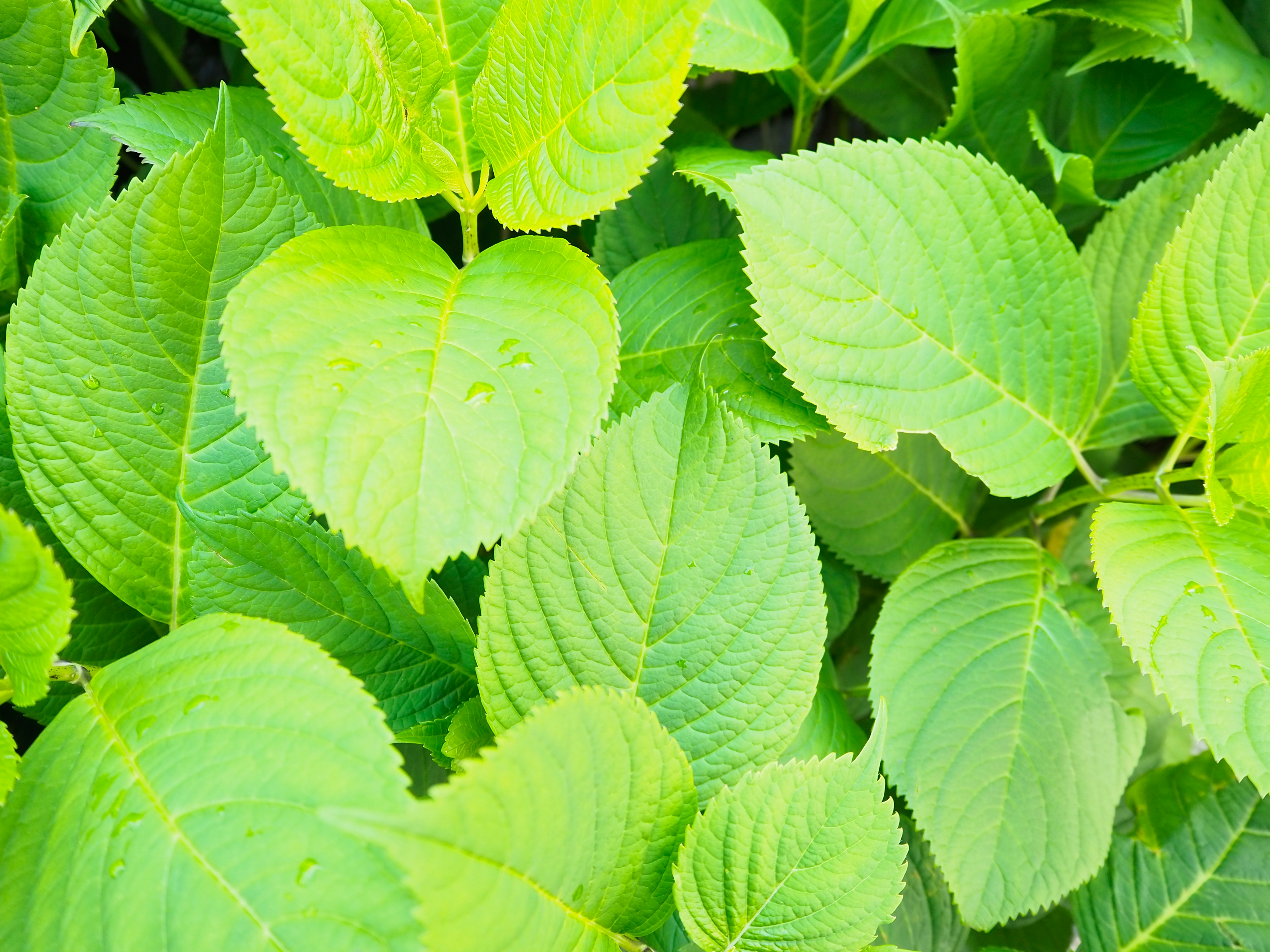 Lush green leaves overlapping in a vibrant display, showcasing various textures and shades. Ideal for illustrating the beauty of foliage.