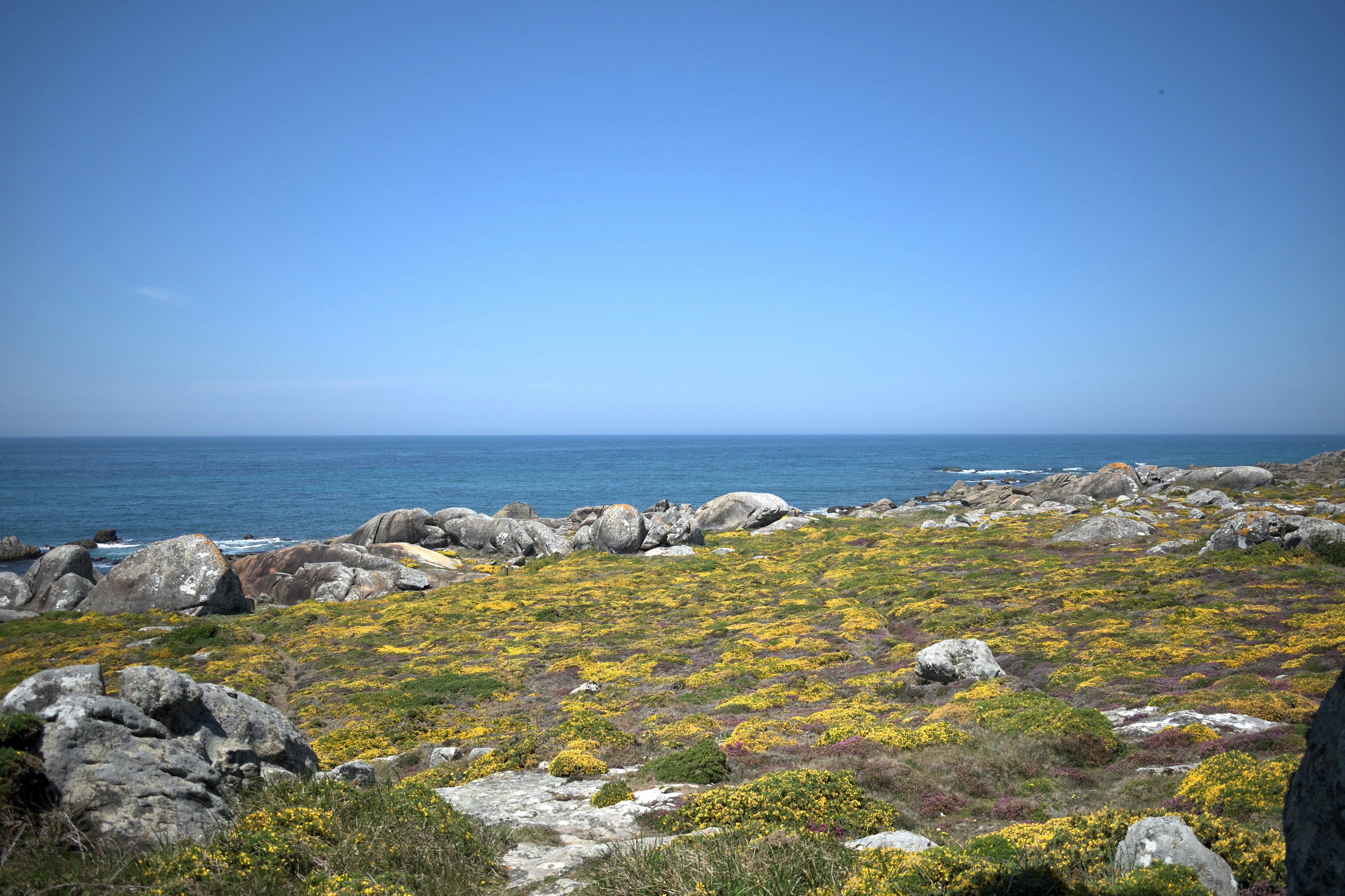 Vibrant yellow wildflowers blanket the rocky shoreline, leading to a calm ocean under a clear blue sky.