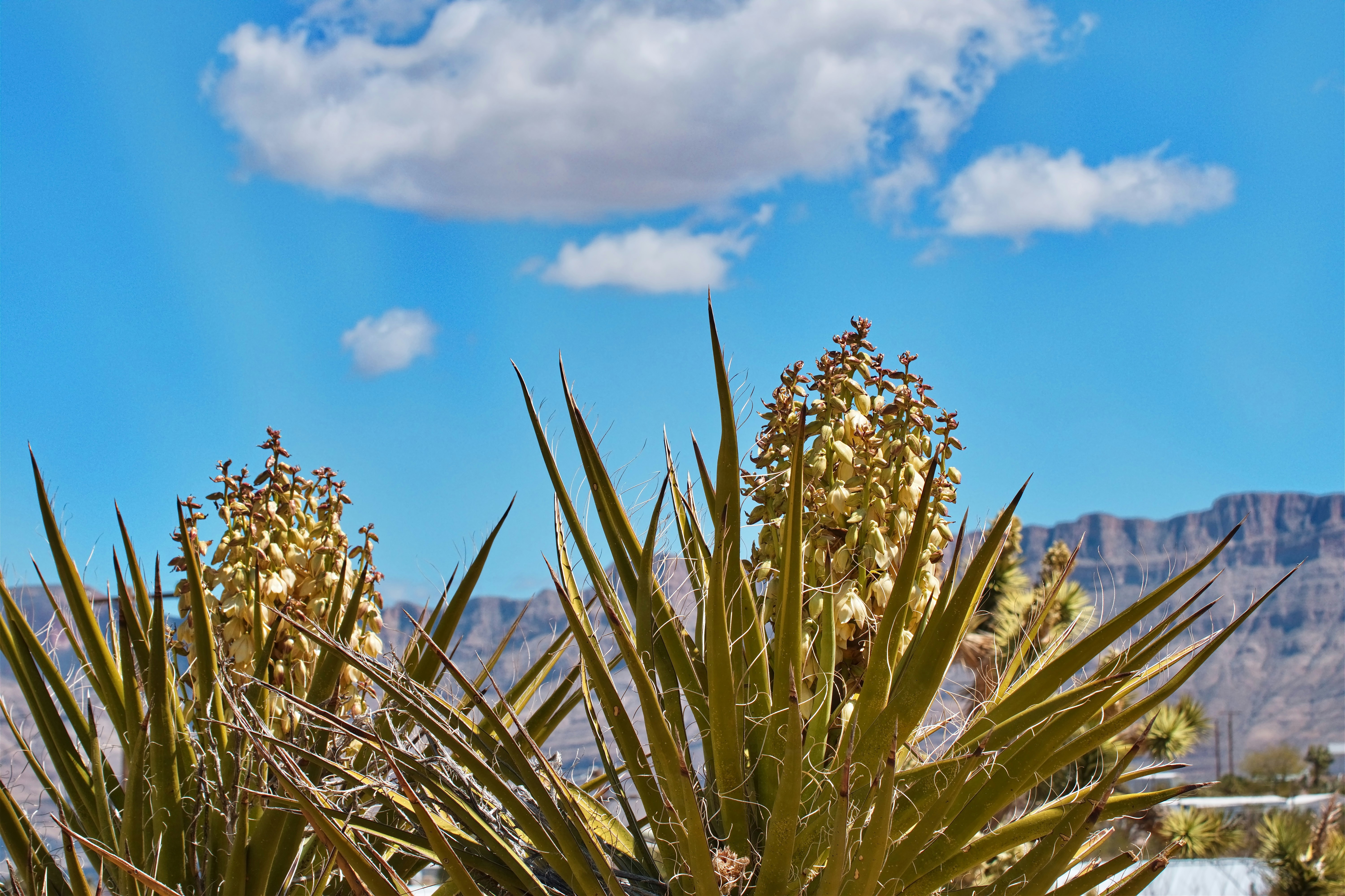 Foto Una planta con flores amarillas frente a una cordillera – Imagen ...